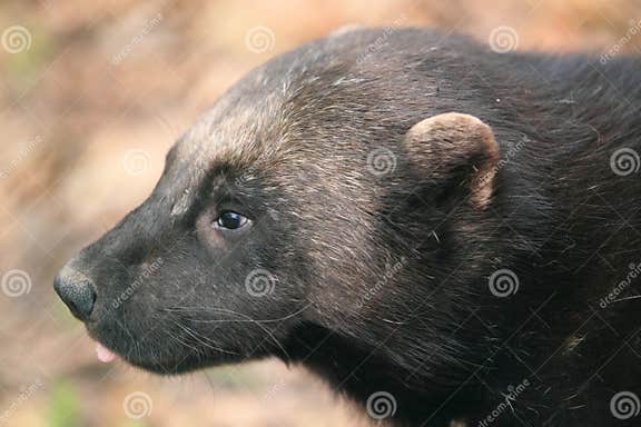 Carcayú imagen de archivo. Imagen de pista, animal, superior - 27611309