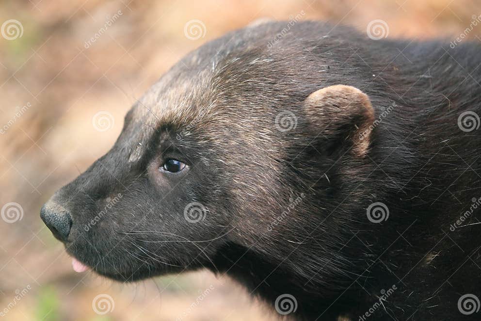 Carcayú imagen de archivo. Imagen de pista, animal, superior - 27611309