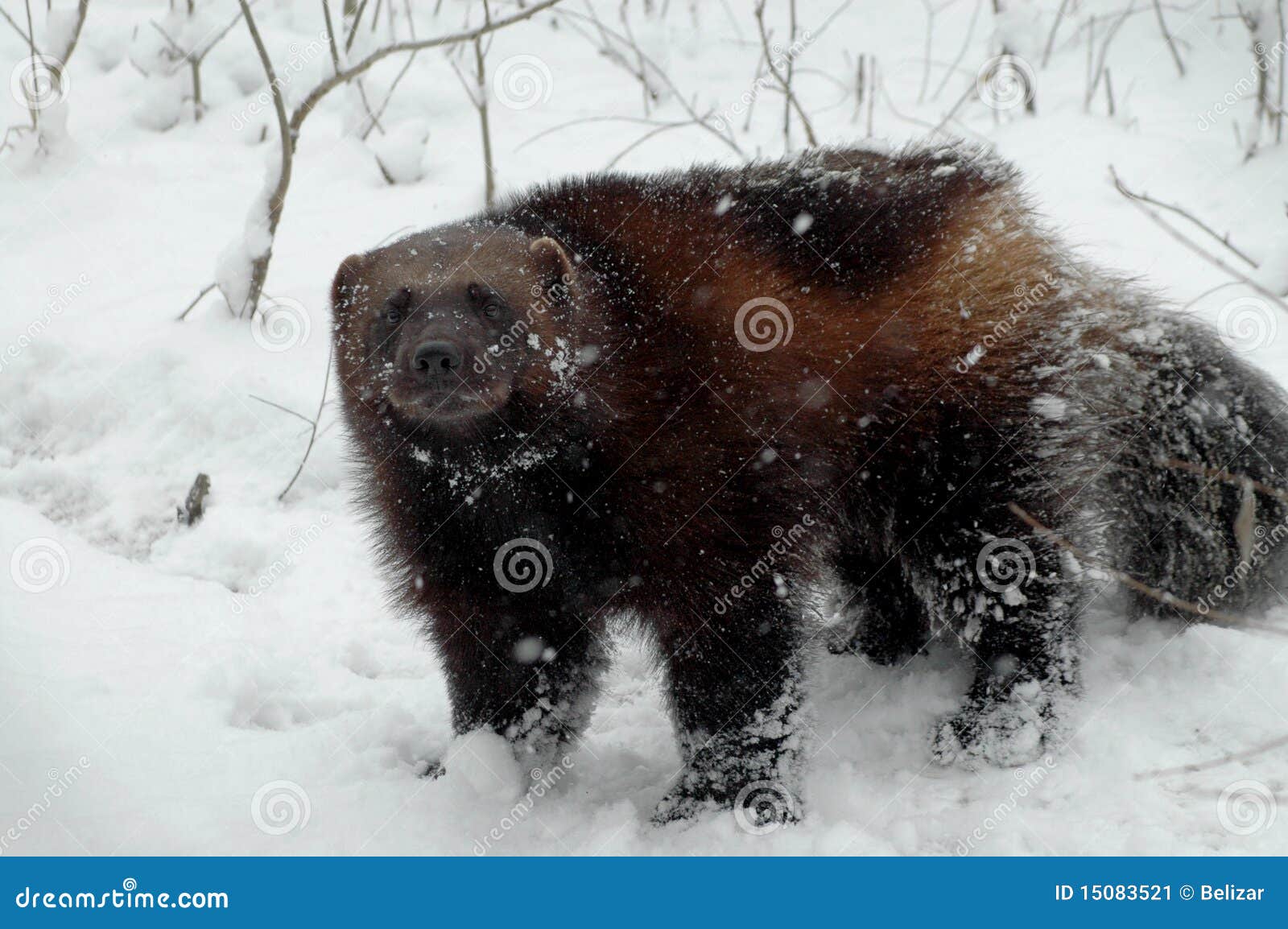 Carcayú (gulo del Gulo) imagen de archivo. Imagen de limpiador - 15083521