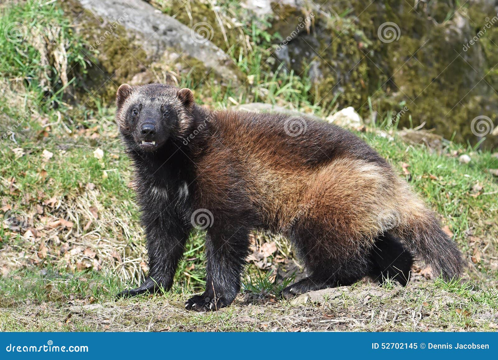Carcayú (gulo del gulo) imagen de archivo. Imagen de yermo - 52702145