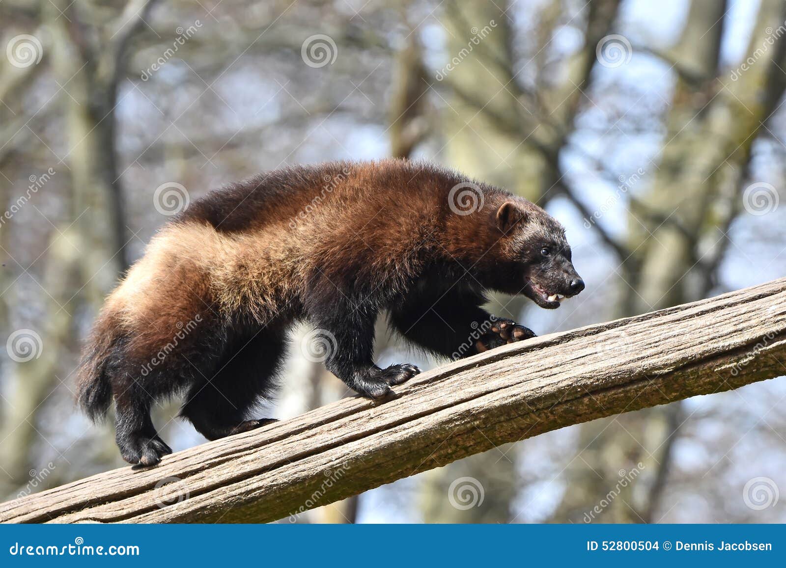 Carcayú (gulo del gulo) foto de archivo. Imagen de fauna - 52800504