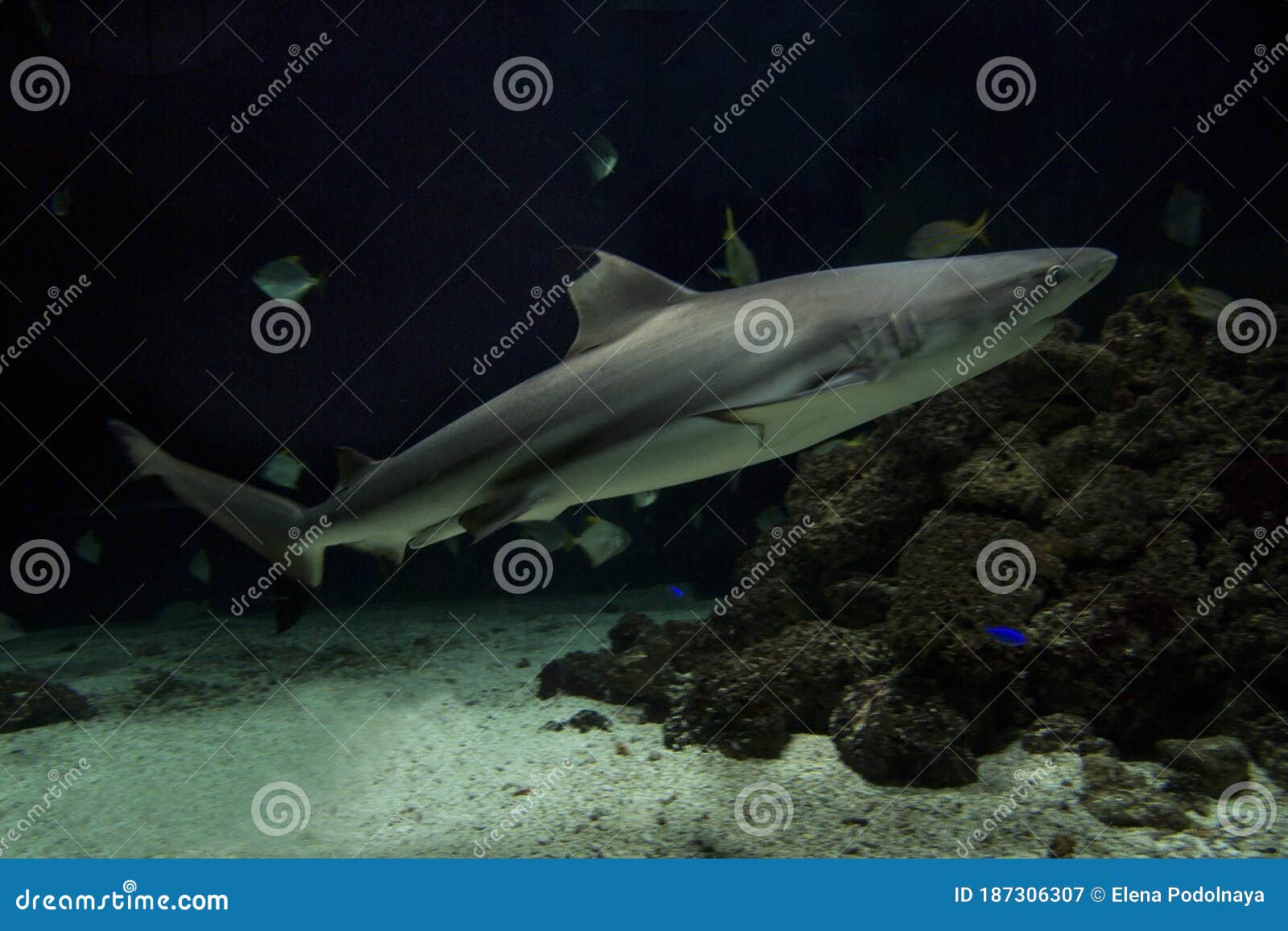 Carcharhinus Melanopterus De Requin Blacktip Reef. Image stock - Image ...