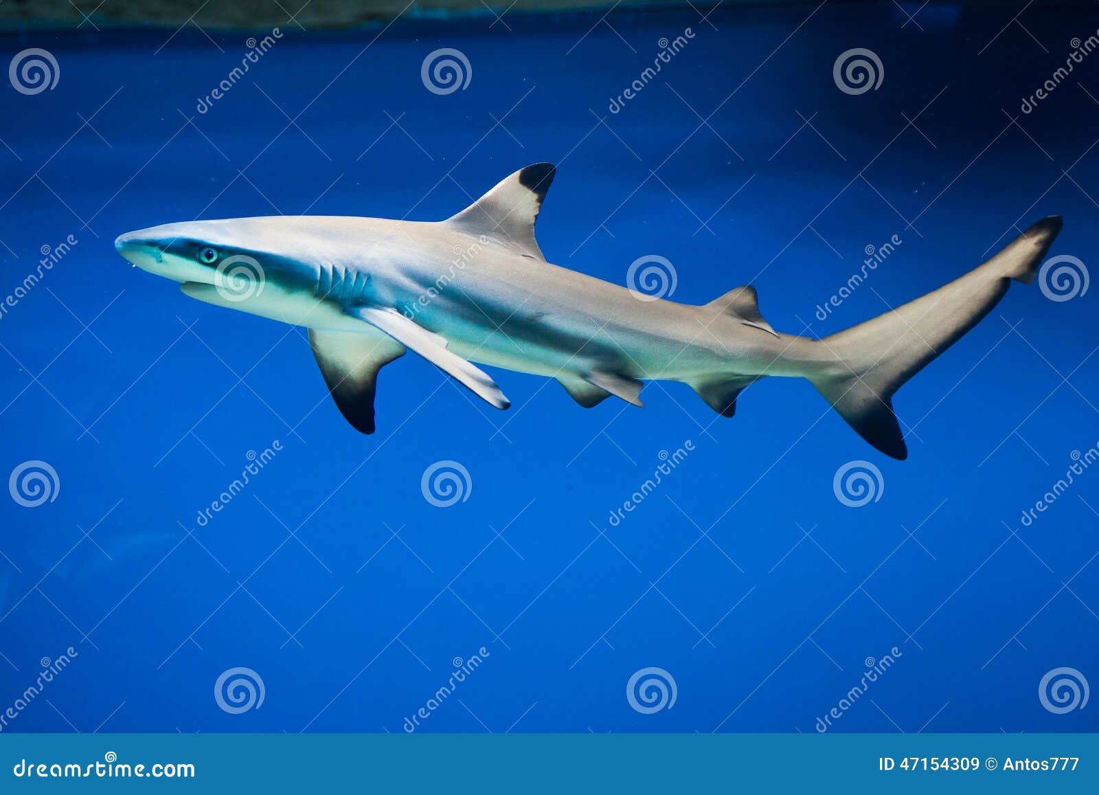 Carcharhinus Melanopterus - Schwarzspitzen-Riffhai Stockbild - Bild von ...