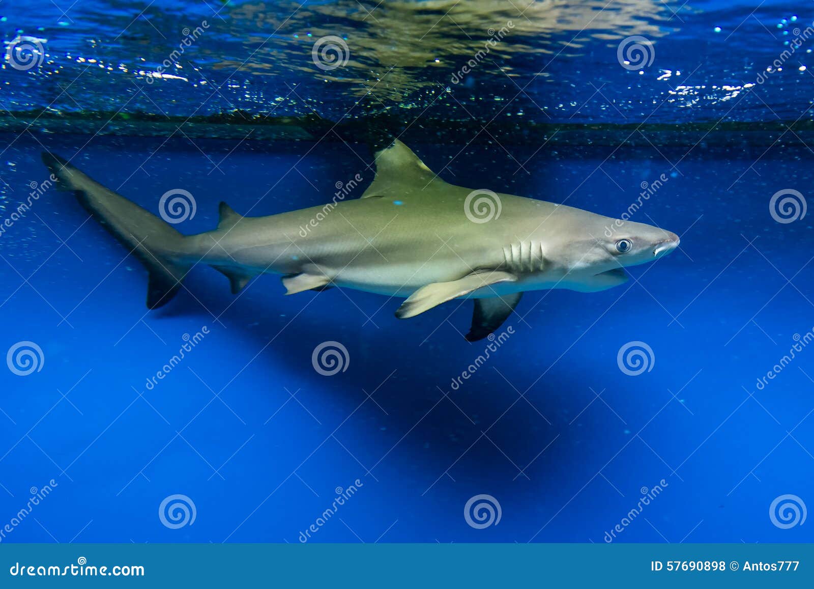 Carcharhinus Melanopterus - Schwarzspitzen-Riffhai Stockfoto - Bild von ...