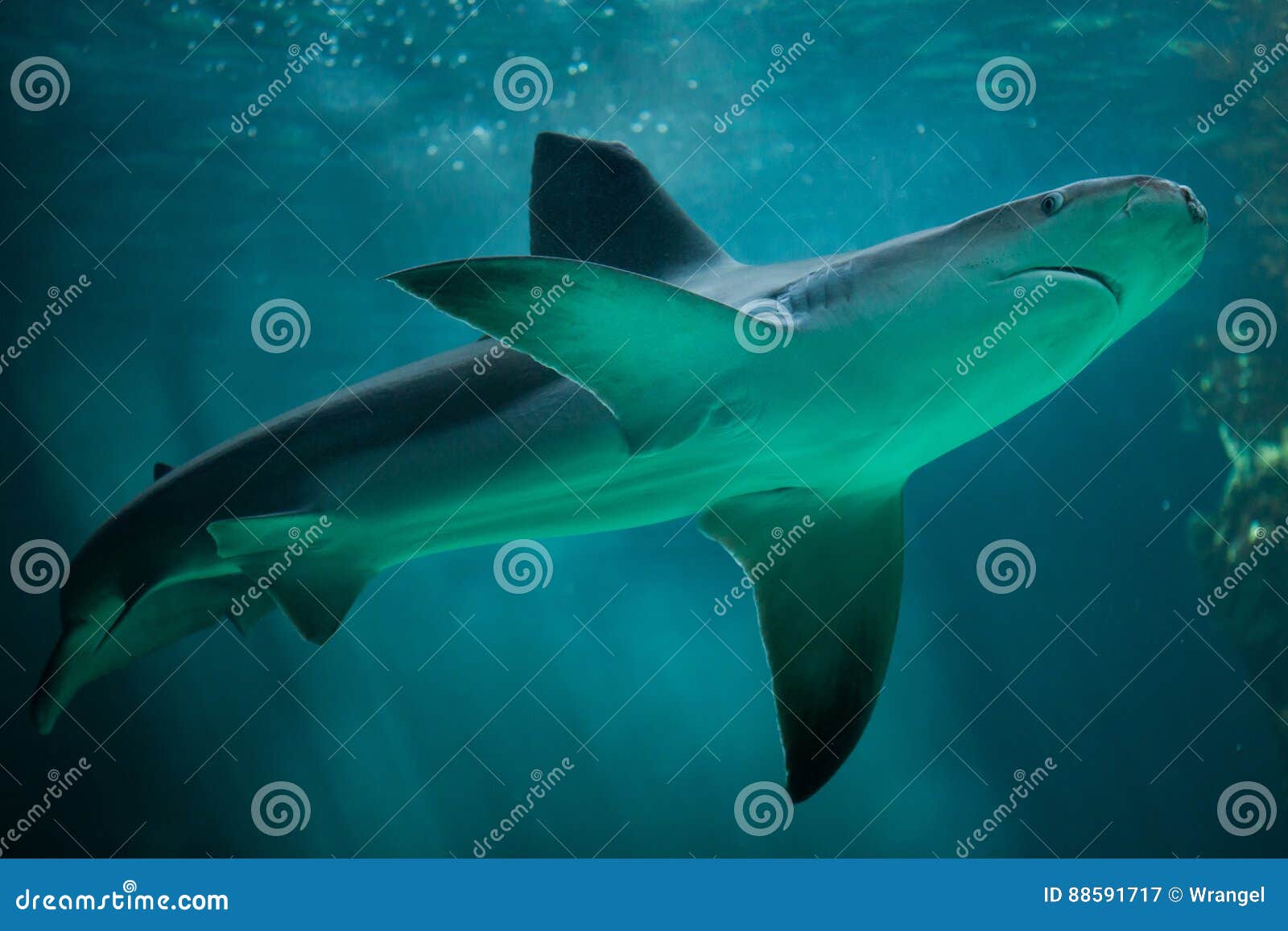 Carcharhinus Plumbeus Dello Squalo Grigio Immagine Stock - Immagine di ...
