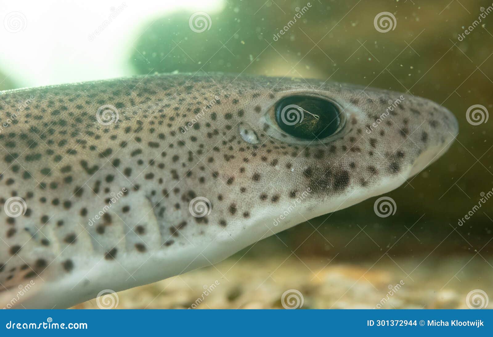 Small Shark At Transparent Indian Ocean Waters On Sunrise Maldives ...