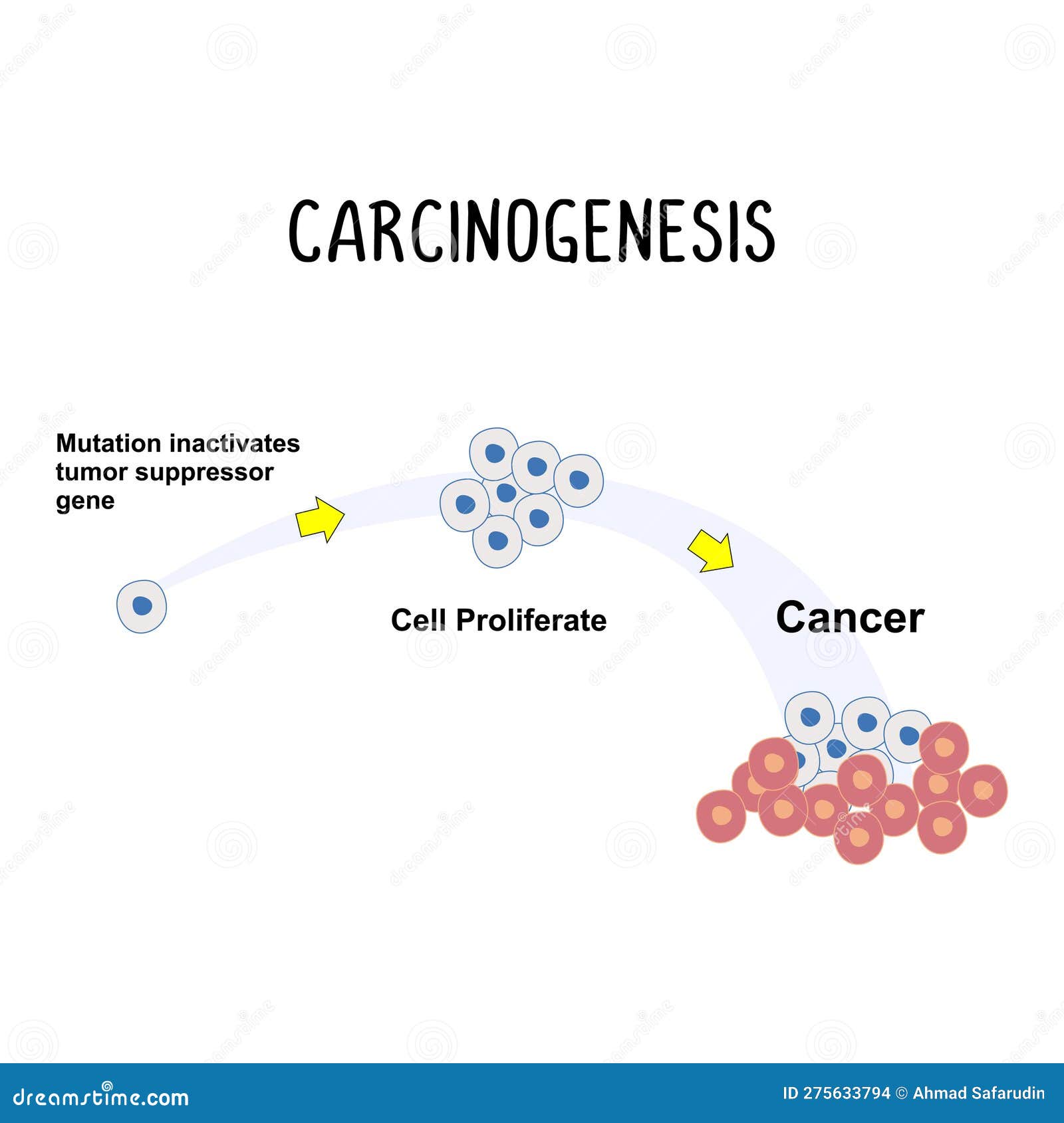 Carcinogenesis: the Process of Cancer Development, Involving Genetic ...