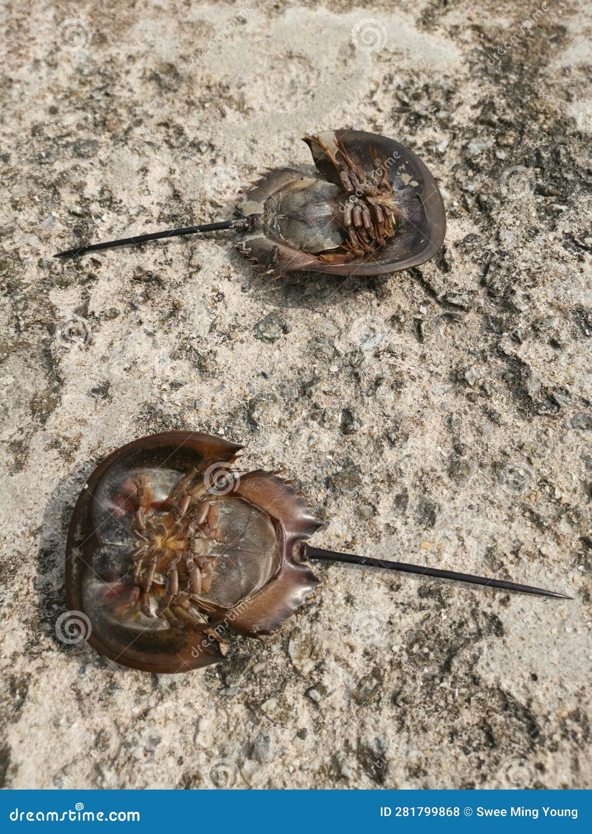 Carcinoscorpius Rotundicauda Crab Laying Upside Down Stock Photo ...