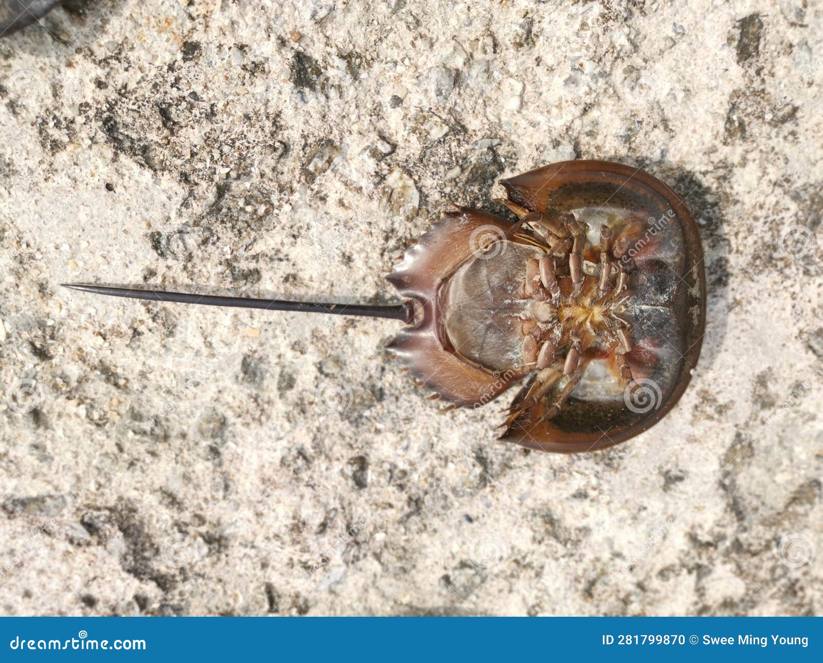 Carcinoscorpius Rotundicauda Crab Laying Upside Down Stock Photo ...