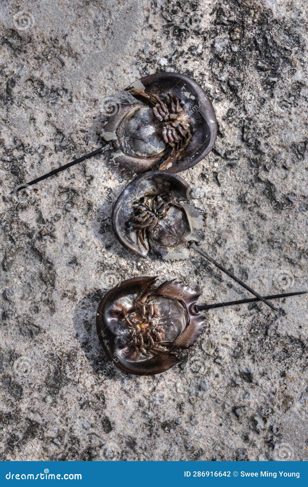 Carcinoscorpius Rotundicauda Crab Laying Upside Down Stock Photo ...