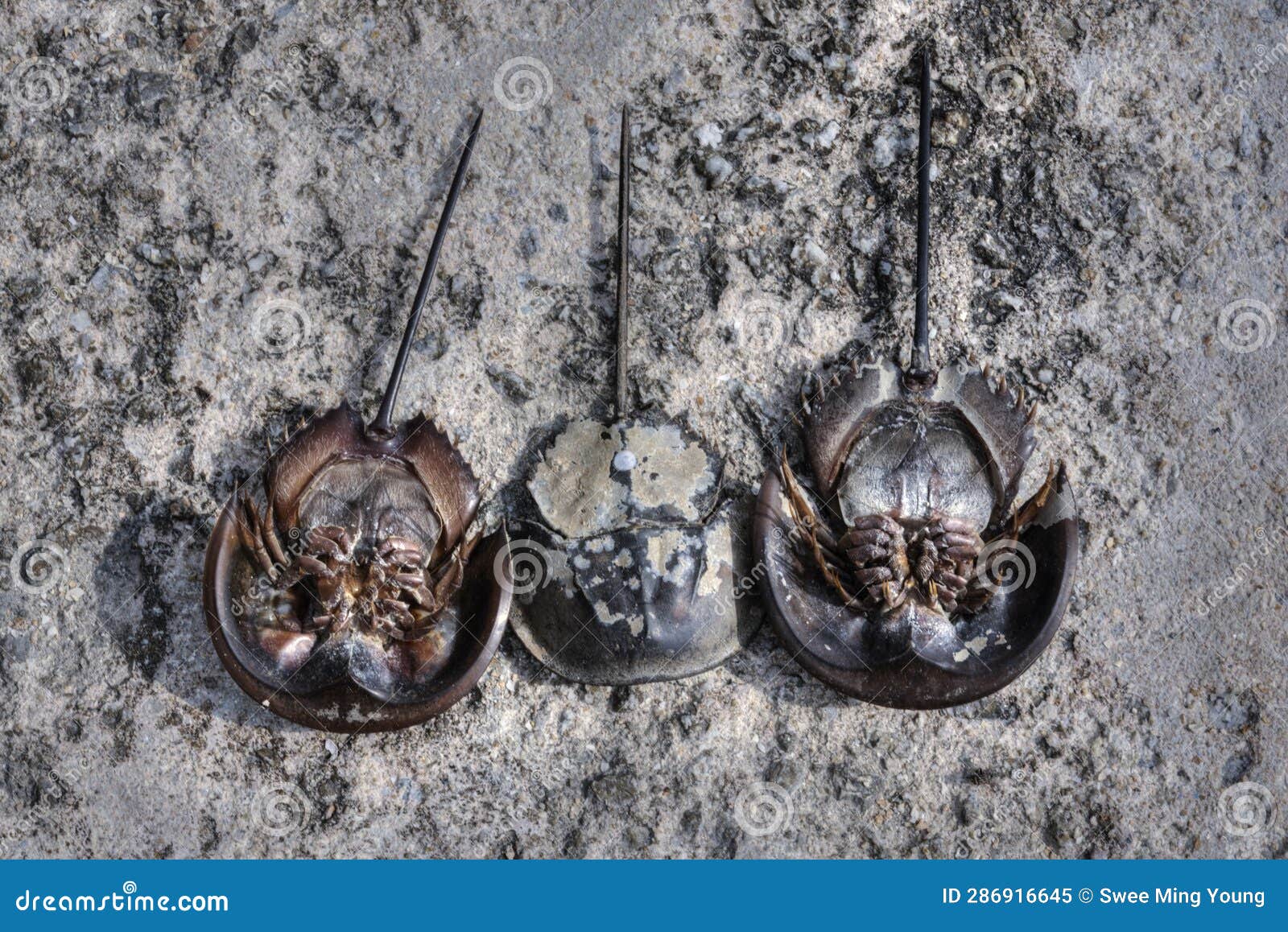 Carcinoscorpius Rotundicauda Crab Laying Upside Down Stock Image ...