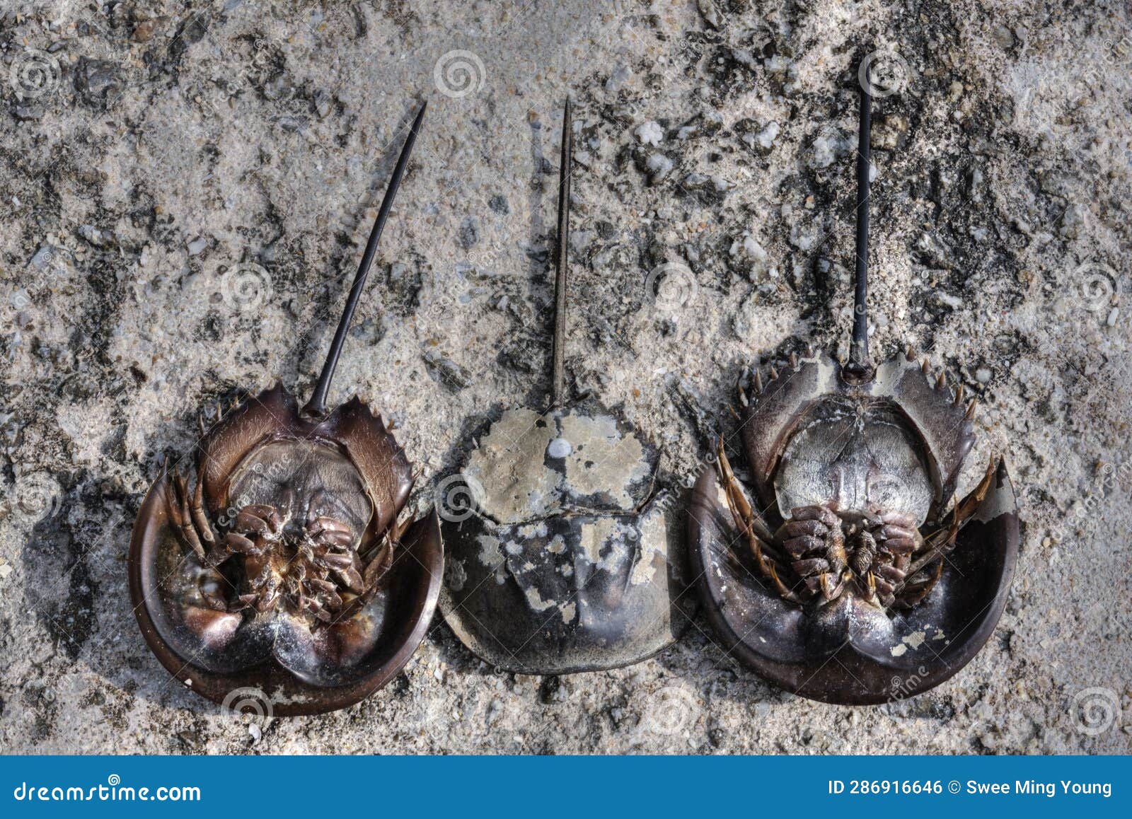 Carcinoscorpius Rotundicauda Crab Laying Upside Down Stock Photo ...