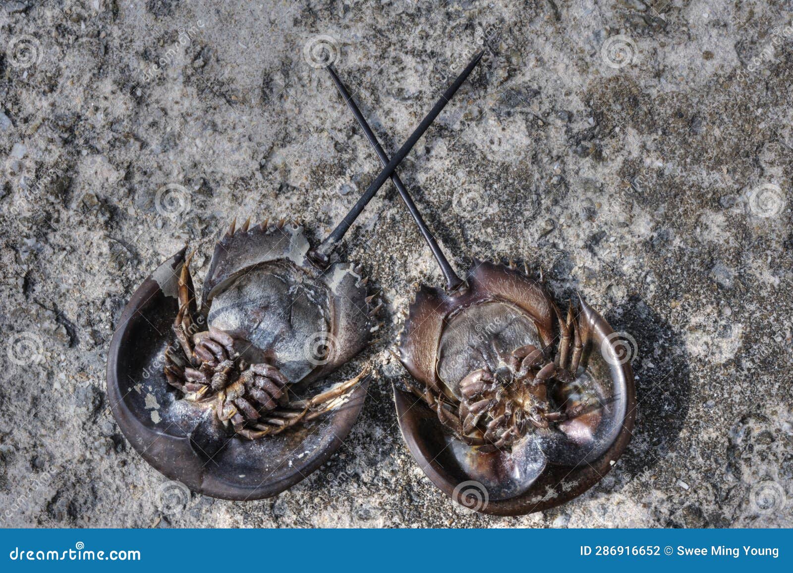 Carcinoscorpius Rotundicauda Crab Laying Upside Down Stock Photo ...