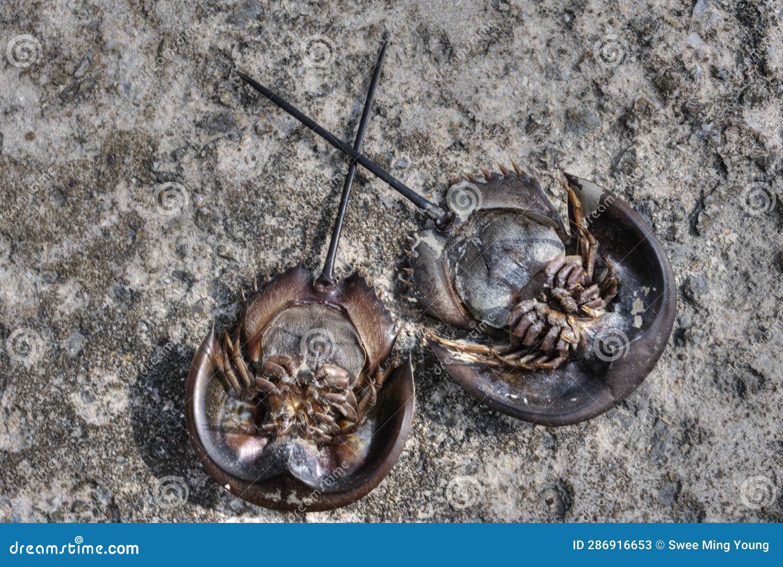 Carcinoscorpius Rotundicauda Crab Laying Upside Down Stock Image ...