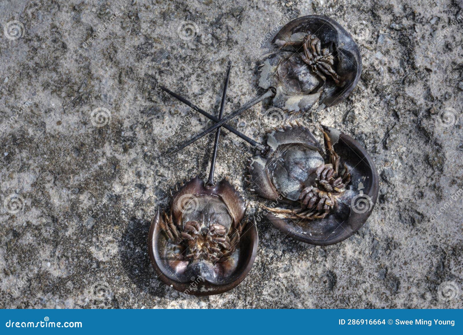 Carcinoscorpius Rotundicauda Crab Laying Upside Down Stock Photo ...