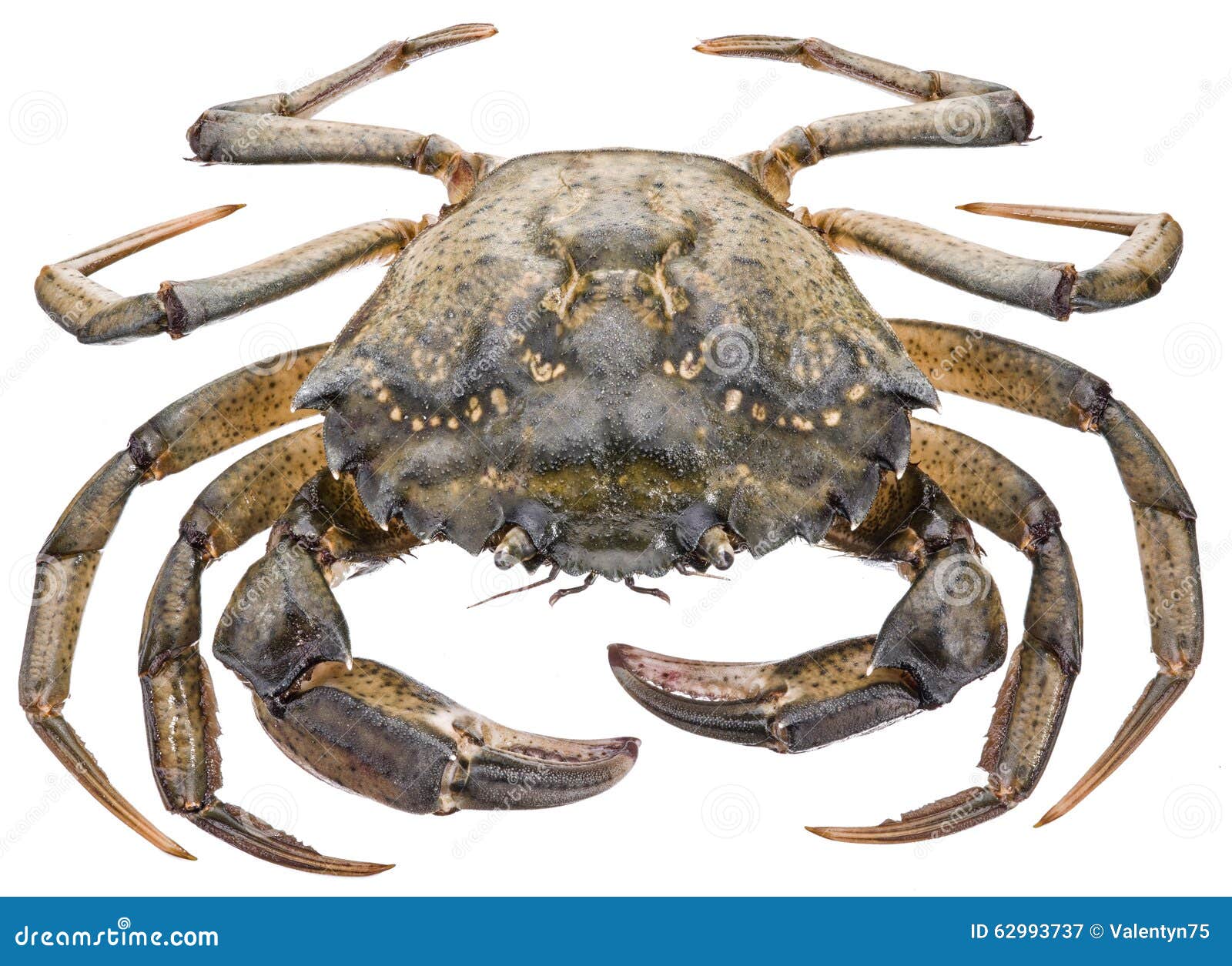 Carcinus Maenas Strandkrabbe O North Sea Beach Stock Image ...