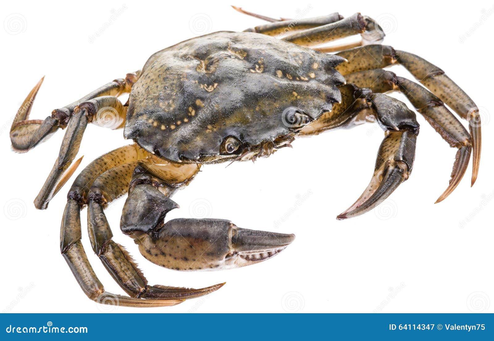 Carcinus Maenas -edible Alive Crab. Stock Image - Image of background ...
