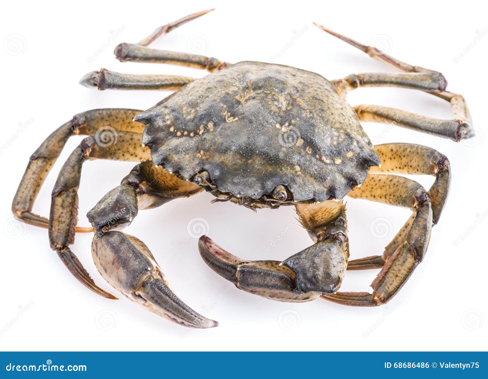 Carcinus Maenas Strandkrabbe O North Sea Beach Stock Image ...