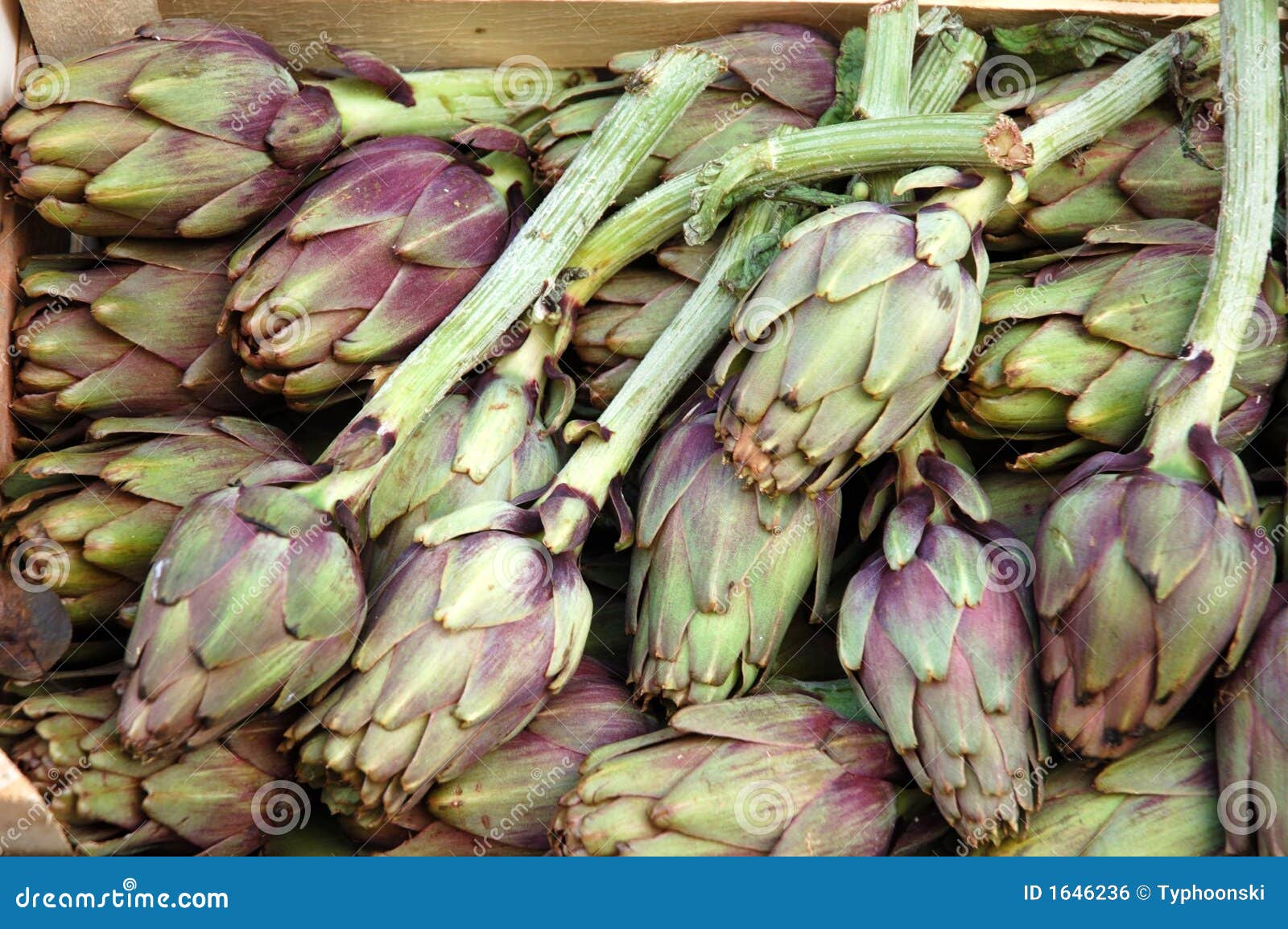 Carciofo fotografia stock. Immagine di colore, verdure - 1646236