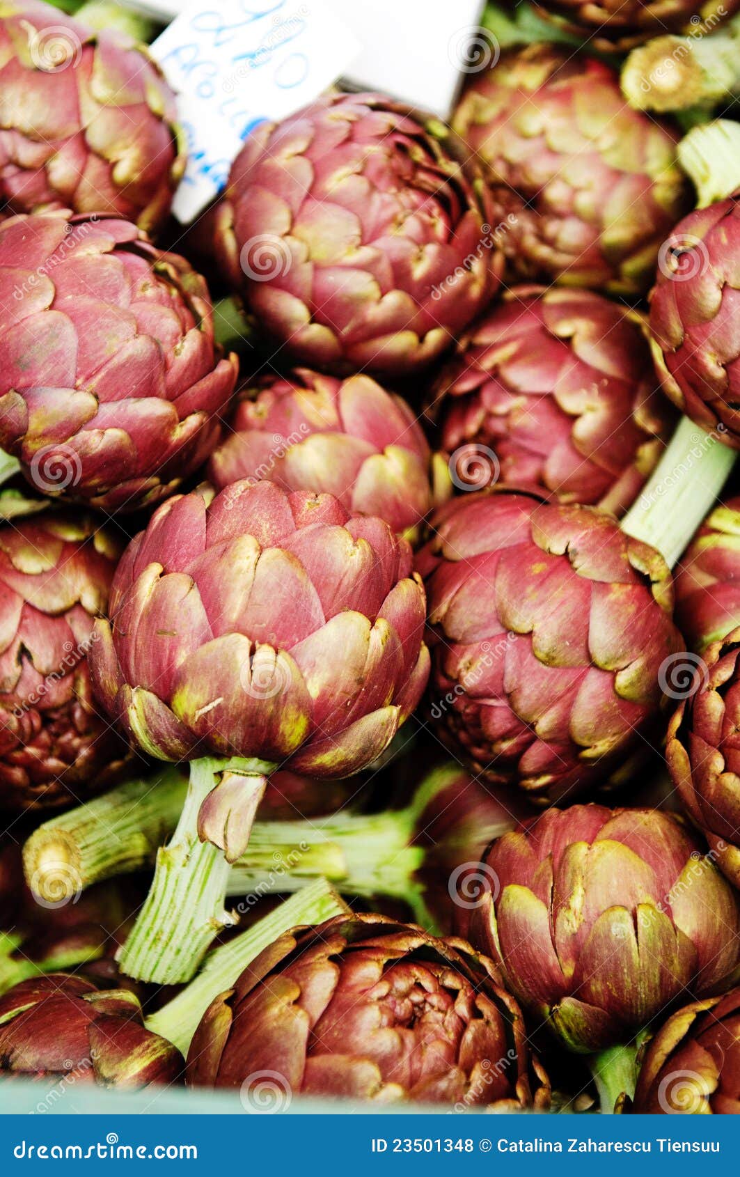 Carciofo fotografia stock. Immagine di carciofo, fresco - 23501348