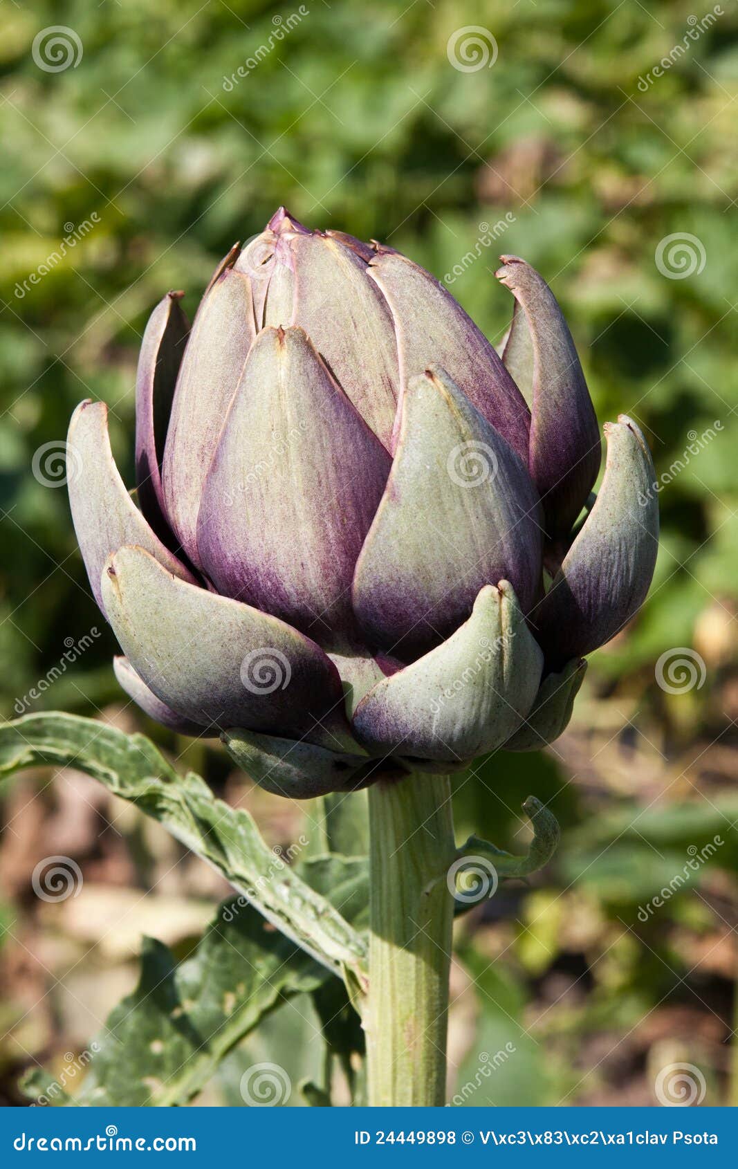 Carciofo fotografia stock. Immagine di agricoltura, carciofo - 24449898