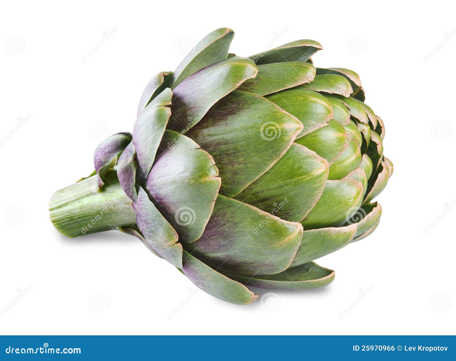 Carciofo fotografia stock. Immagine di organico, fiore - 25970966