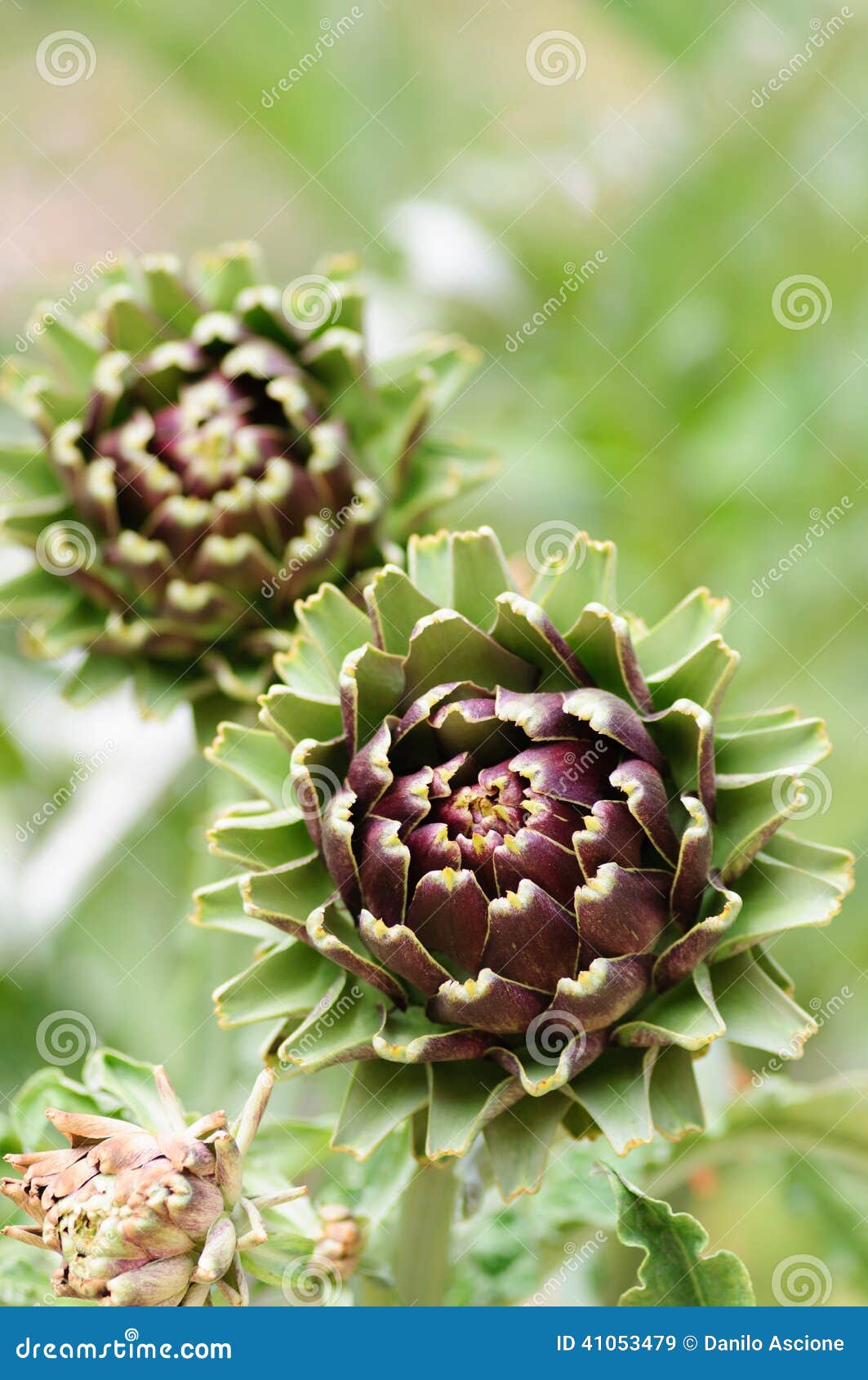 Carciofo immagine stock. Immagine di prodotti, nave, pianta - 41053479