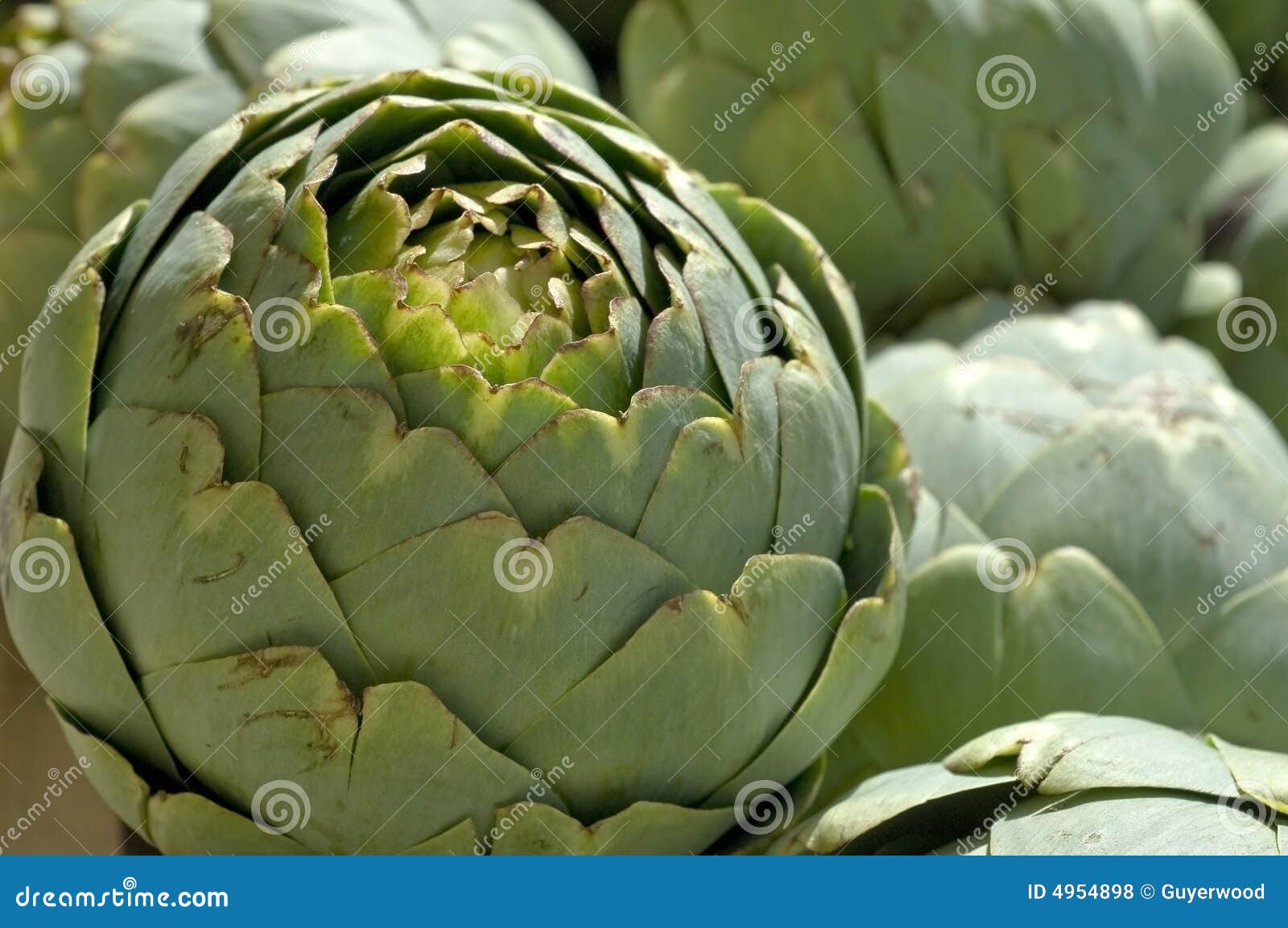 Carciofo fotografia stock. Immagine di verde, nutriente - 4954898