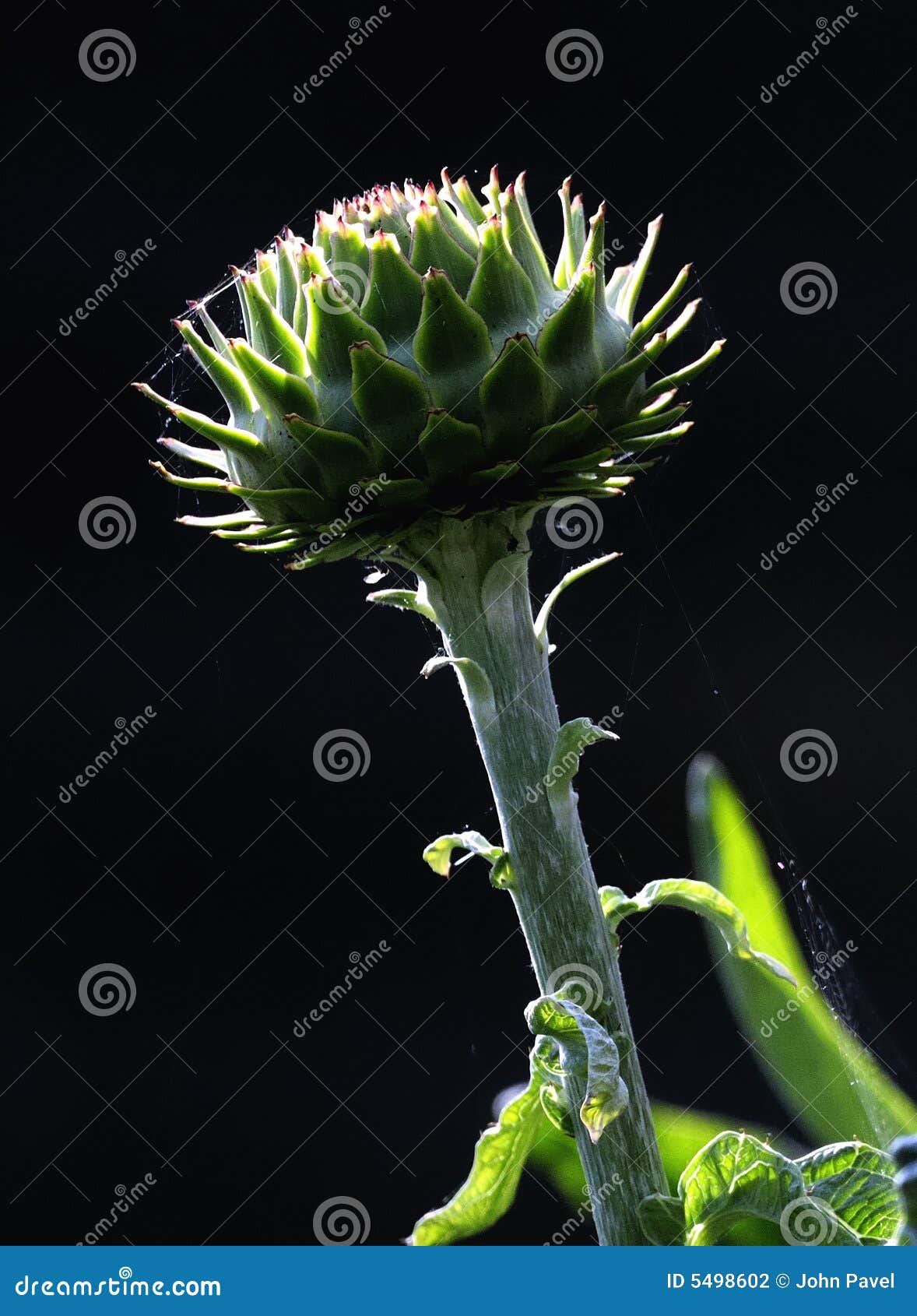 Carciofo del cardone fotografia stock. Immagine di cardo - 5498602