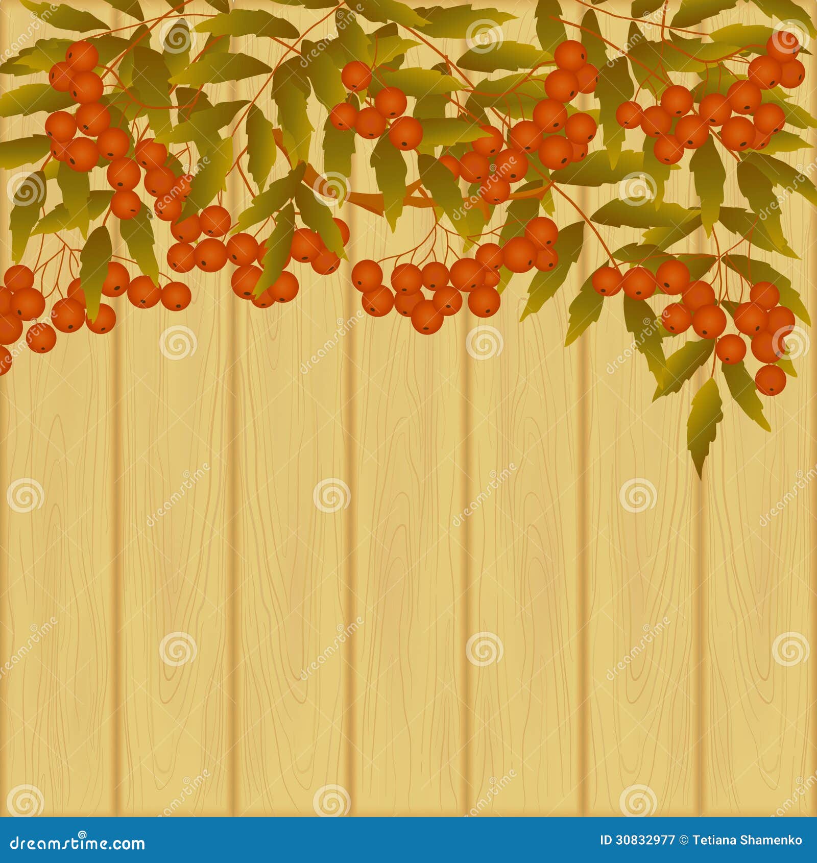 Card with Branch of Rowanberry Stock Vector - Illustration of plant ...
