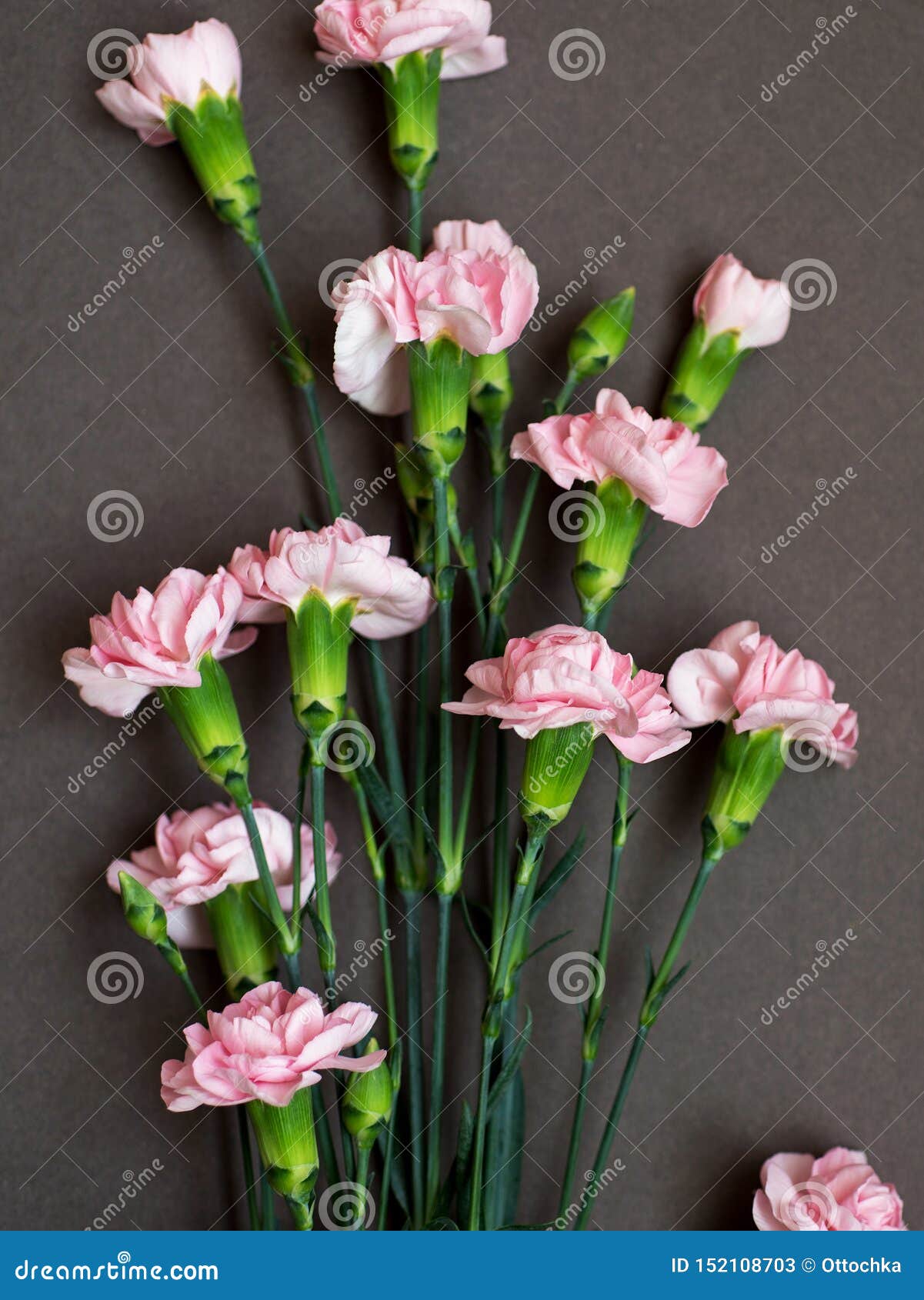 Card with Fresh Flowers Carnation Stock Image - Image of invitation ...