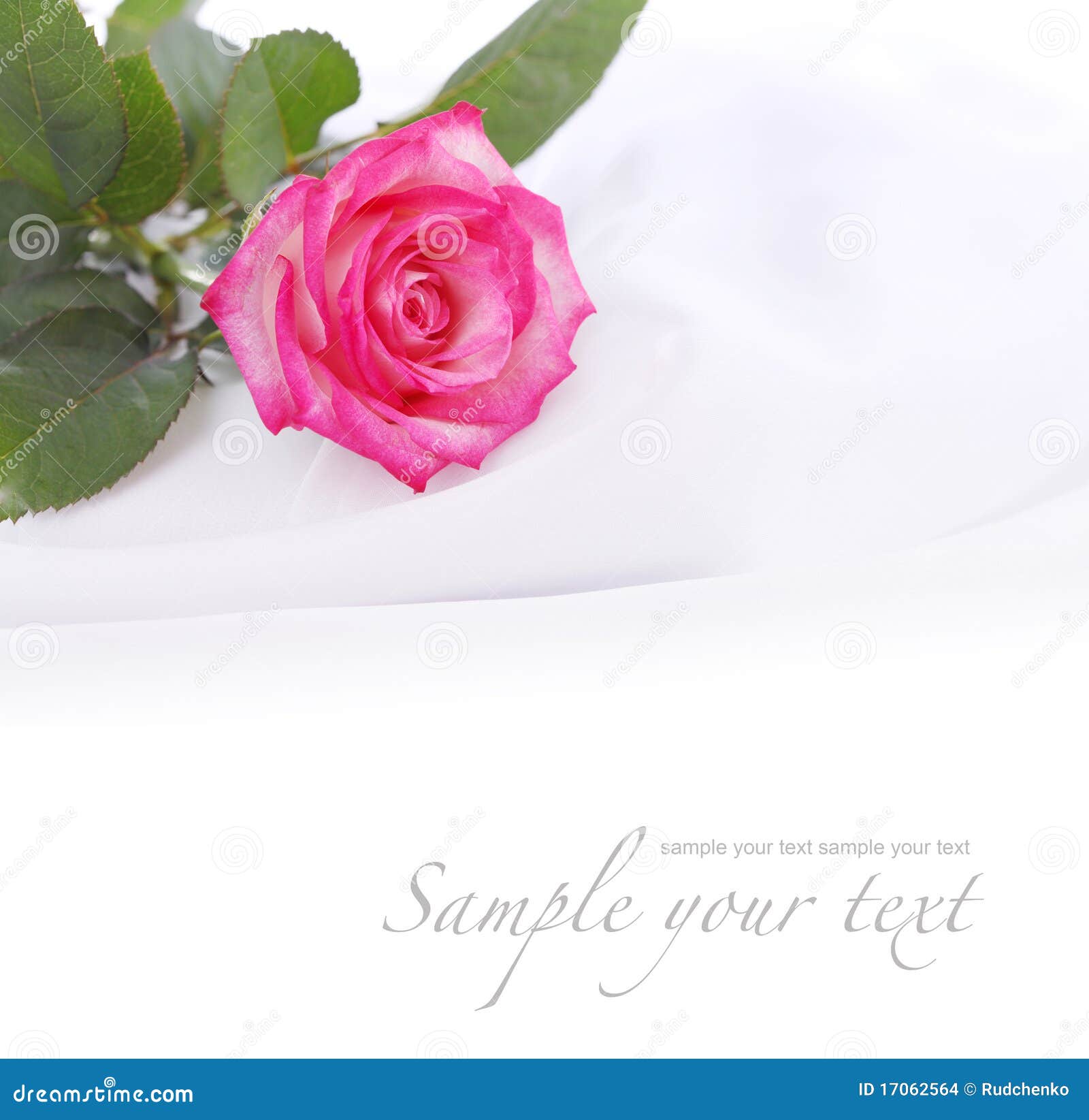 Card with rose stock photo. Image of silk, invitation - 17062564