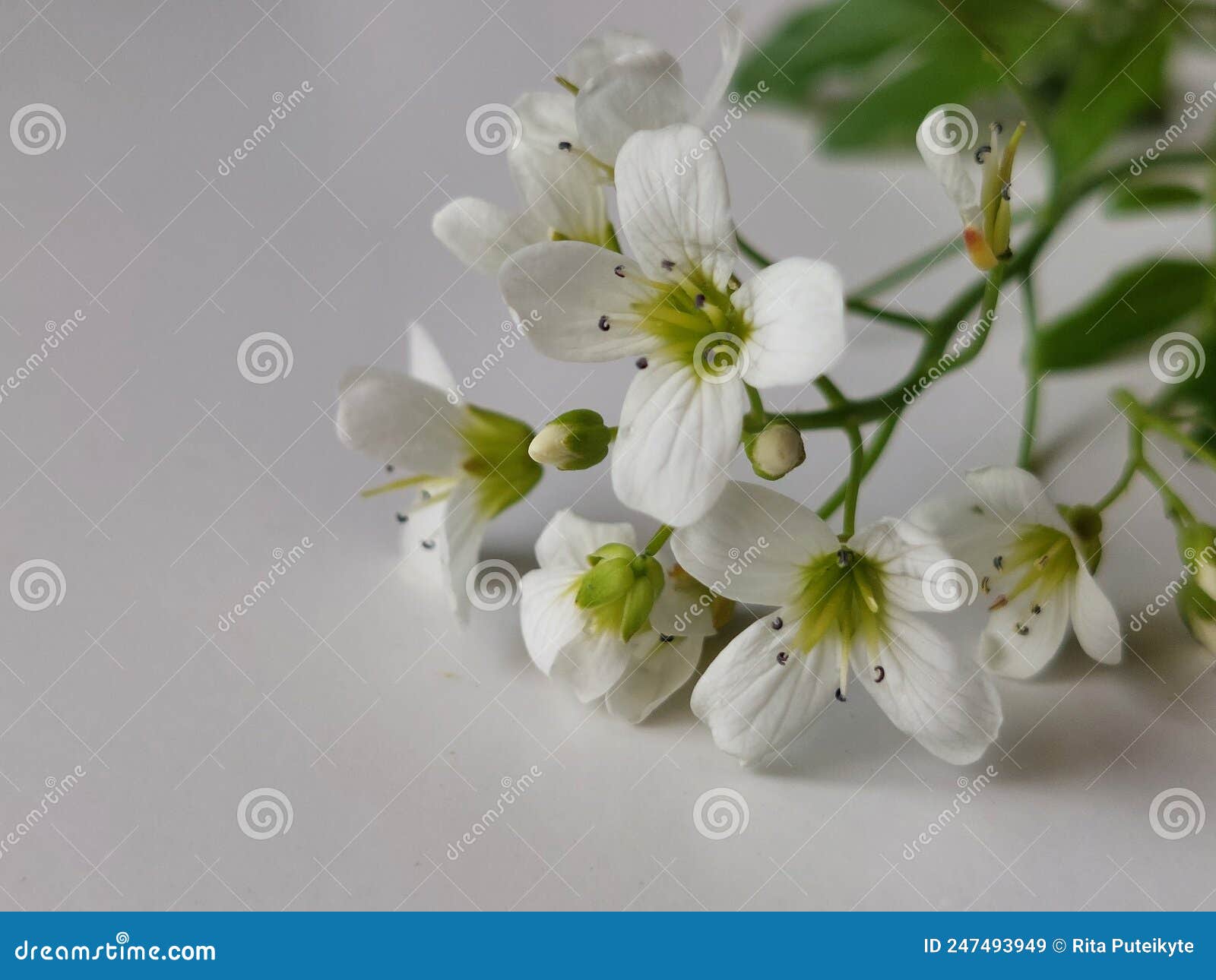 Cardamine Amara stock image. Image of brassicaceae, lithuania - 247493949