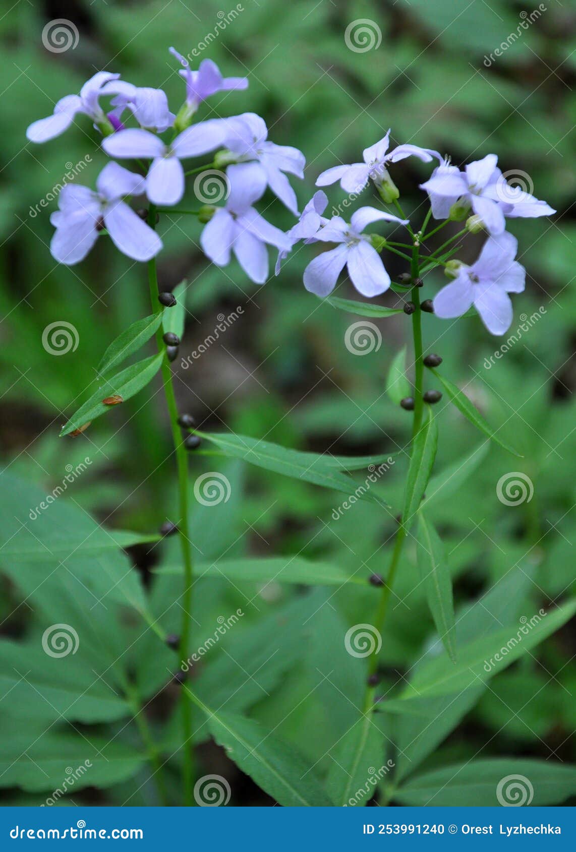 Cardamine Bulbifera Grows in the Forest, in the Wild Stock Photo ...