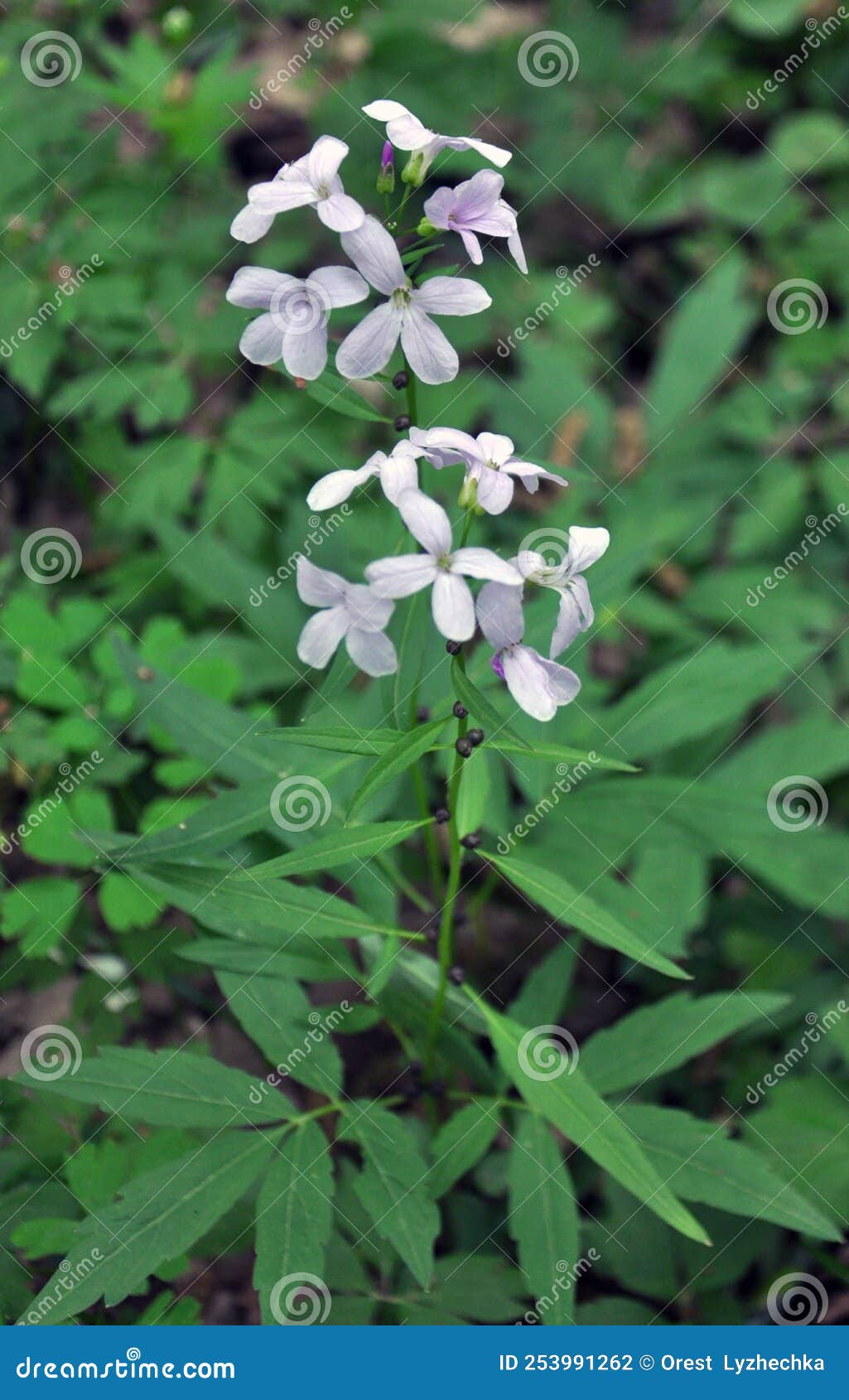 Cardamine Bulbifera Grows in the Forest, in the Wild Stock Photo ...