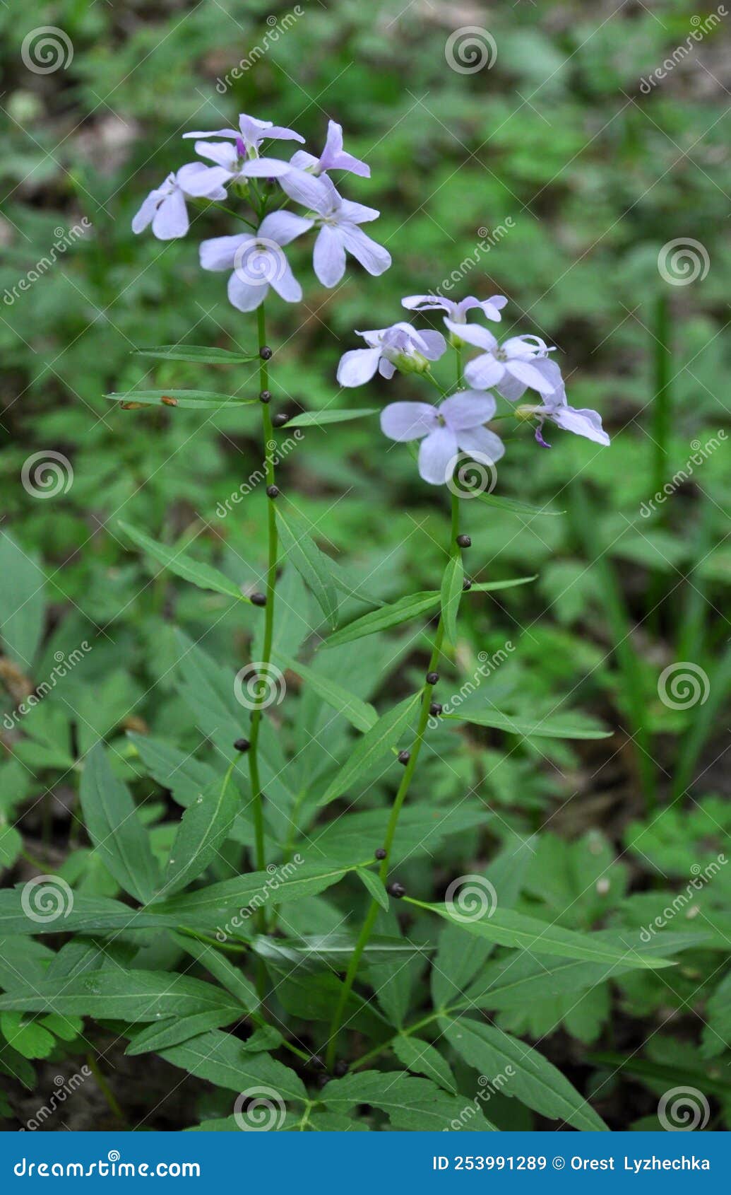 Cardamine Bulbifera Grows in the Forest, in the Wild Stock Image ...