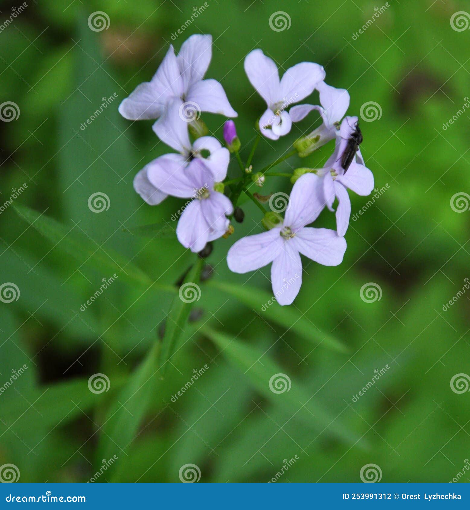Cardamine Bulbifera Grows in the Forest, in the Wild Stock Photo ...