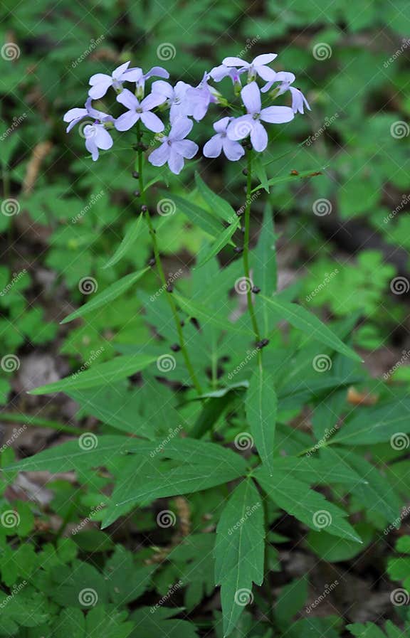 Cardamine Bulbifera Grows in the Forest, in the Wild Stock Image ...