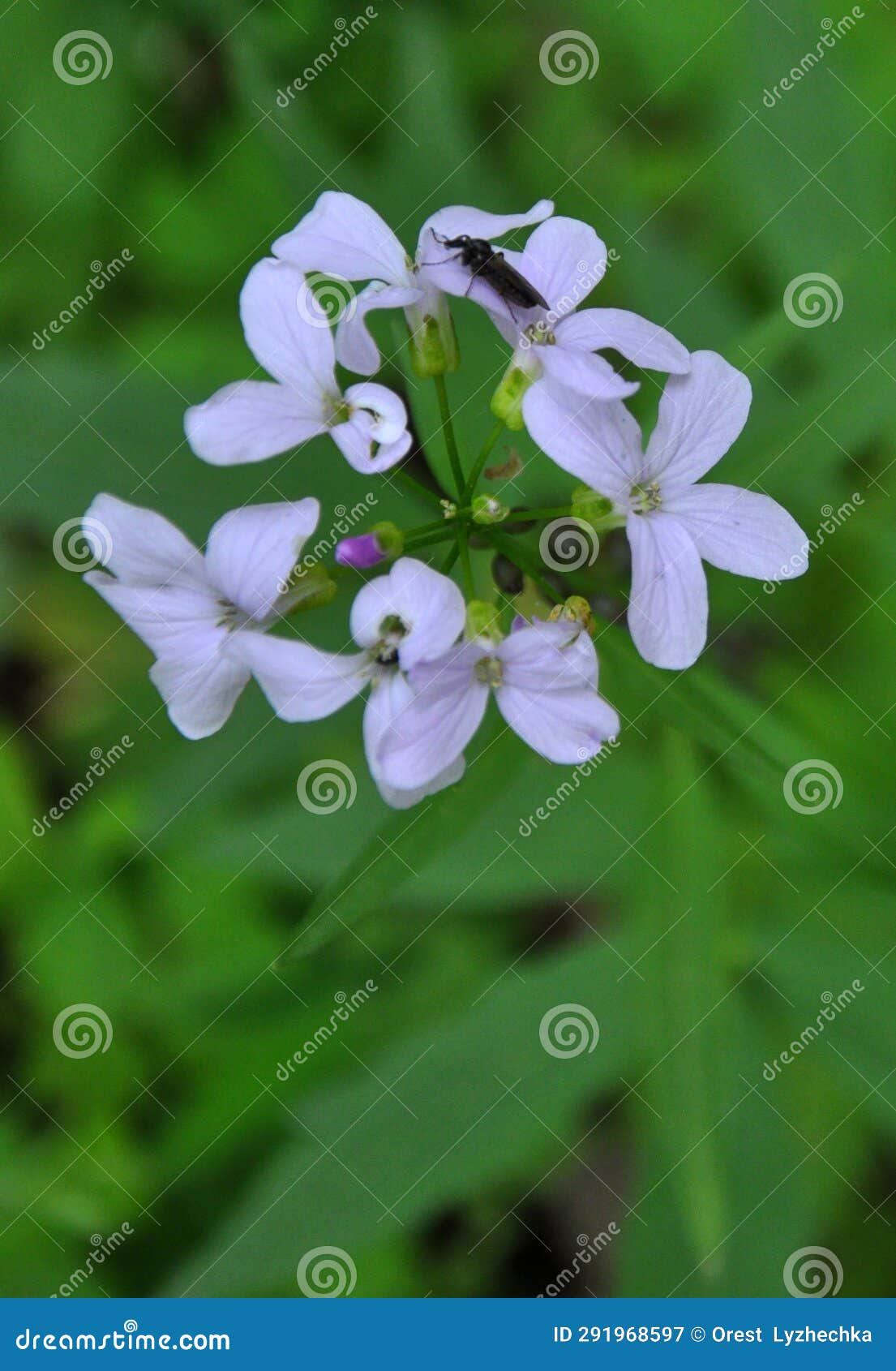 Cardamine Bulbifera Grows in the Forest, in the Wild Stock Image ...