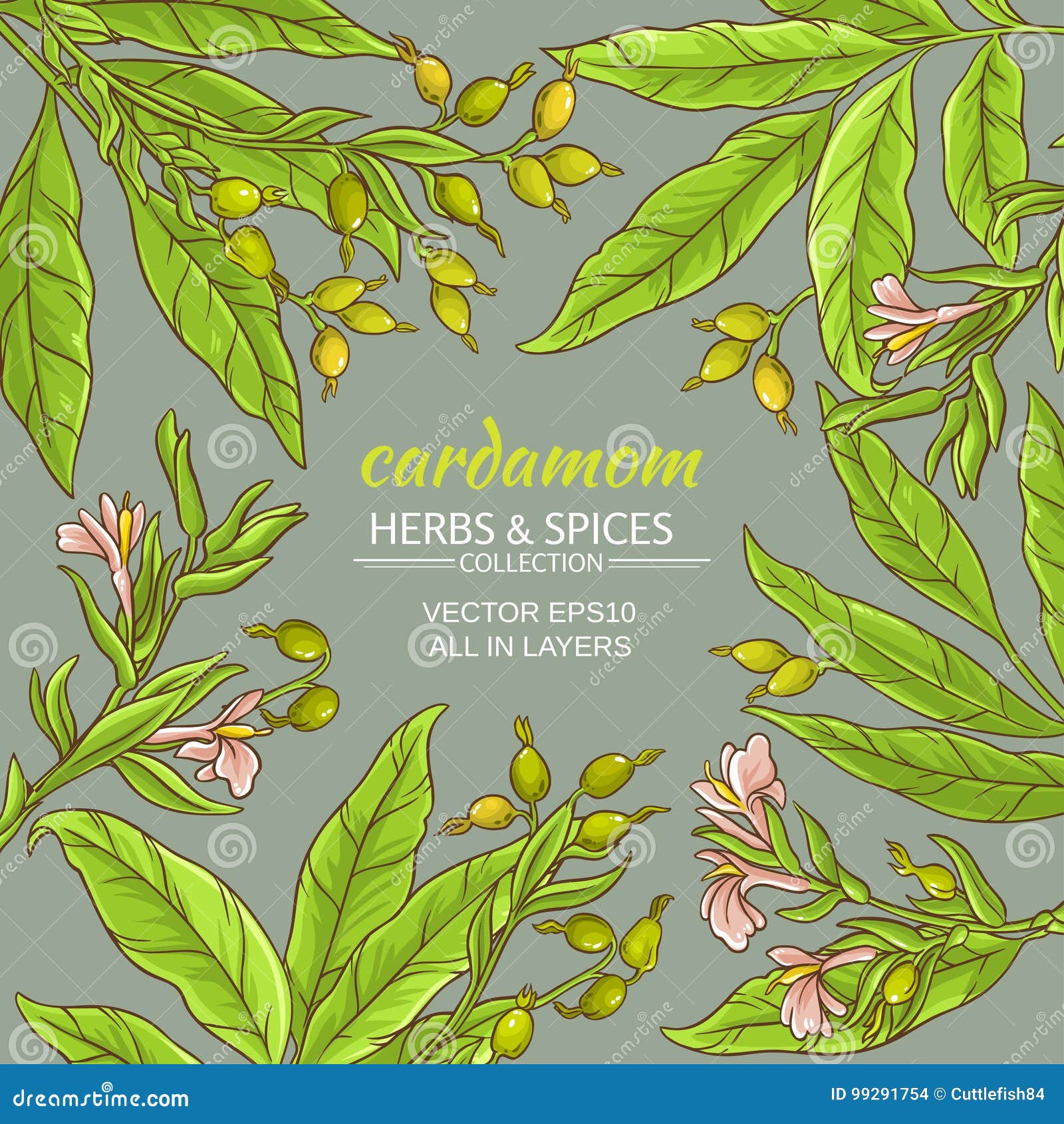 Cardamom Vector Hand Drawn Illustration Set With Plant And Seeds ...