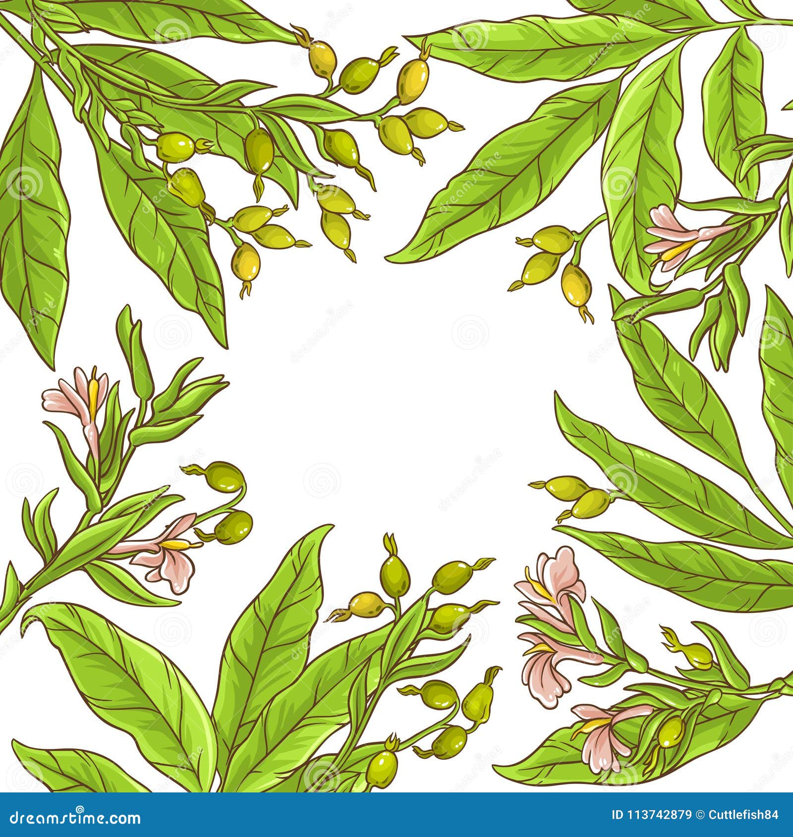 Cardamom Vector Hand Drawn Illustration Set With Plant And Seeds ...