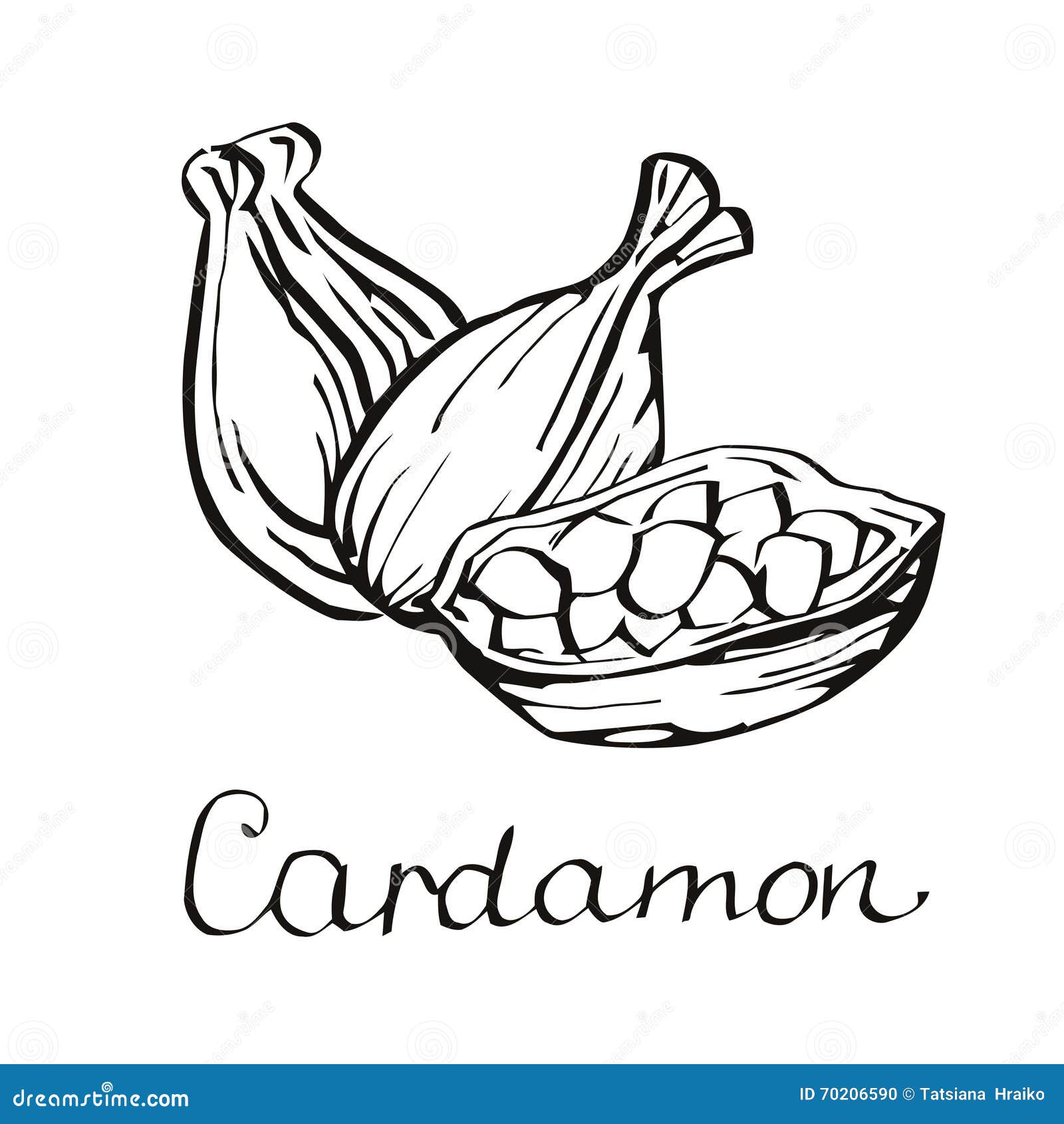 Cardamom . Cardamom on White Background Stock Illustration ...