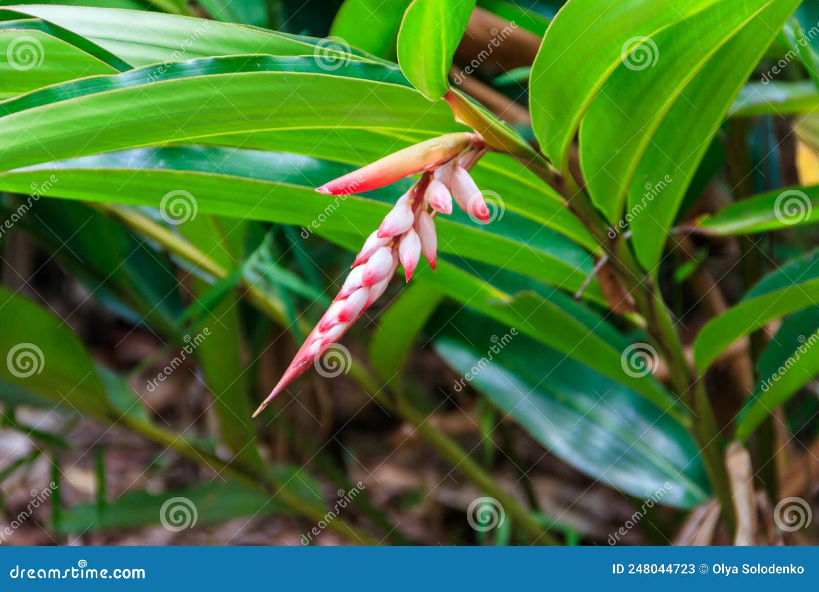 Cardamom Flower Growing on Spice Farm Stock Image - Image of herb ...