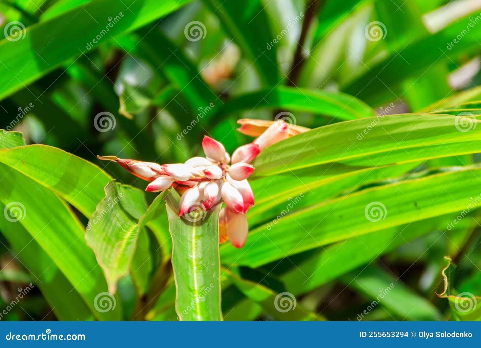 Cardamom Flower Growing on Spice Farm Stock Photo - Image of cardamum ...