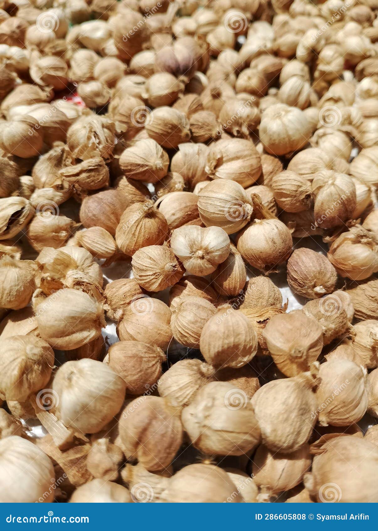 Cardamom fruit stock photo. Image of snack, soil, invertebrate - 286605808