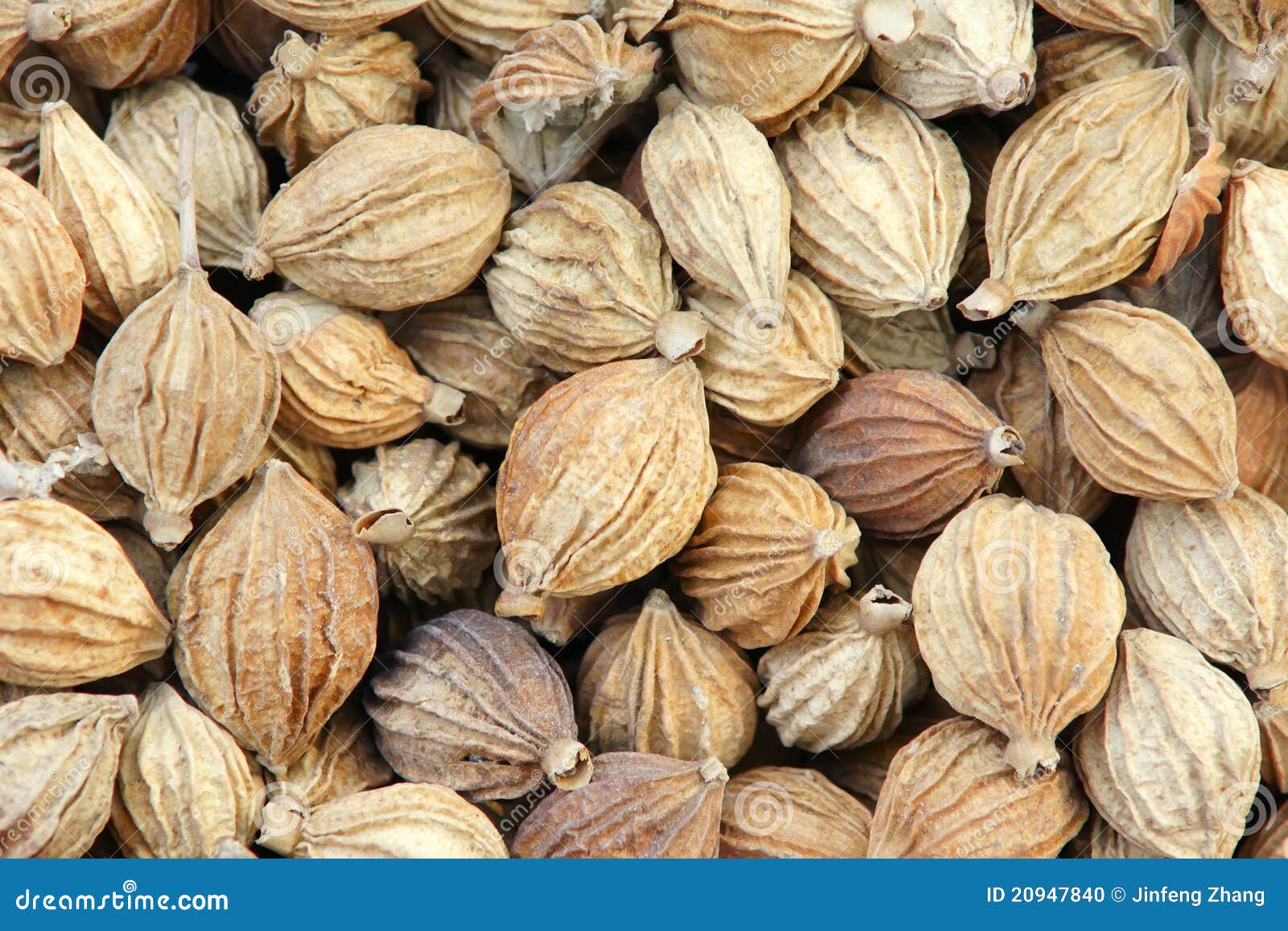 Cardamom fruits stock photo. Image of cardamomum, fruit - 20947840