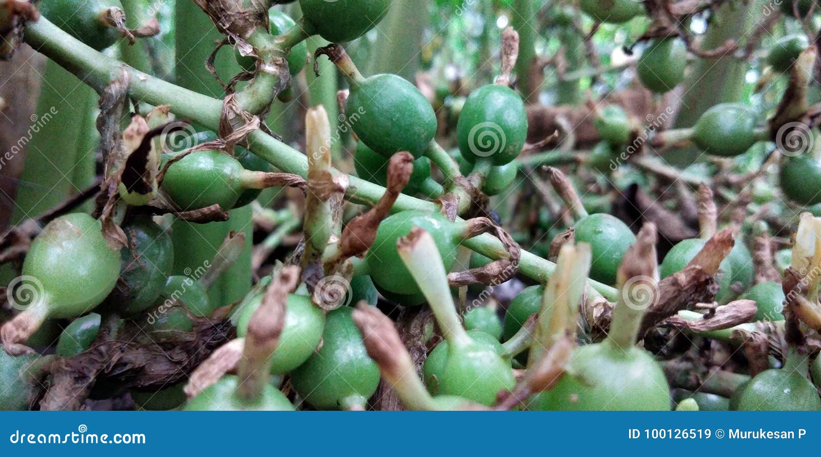 Cardamom plant stock image. Image of elakka, plant, cardamom - 100126519