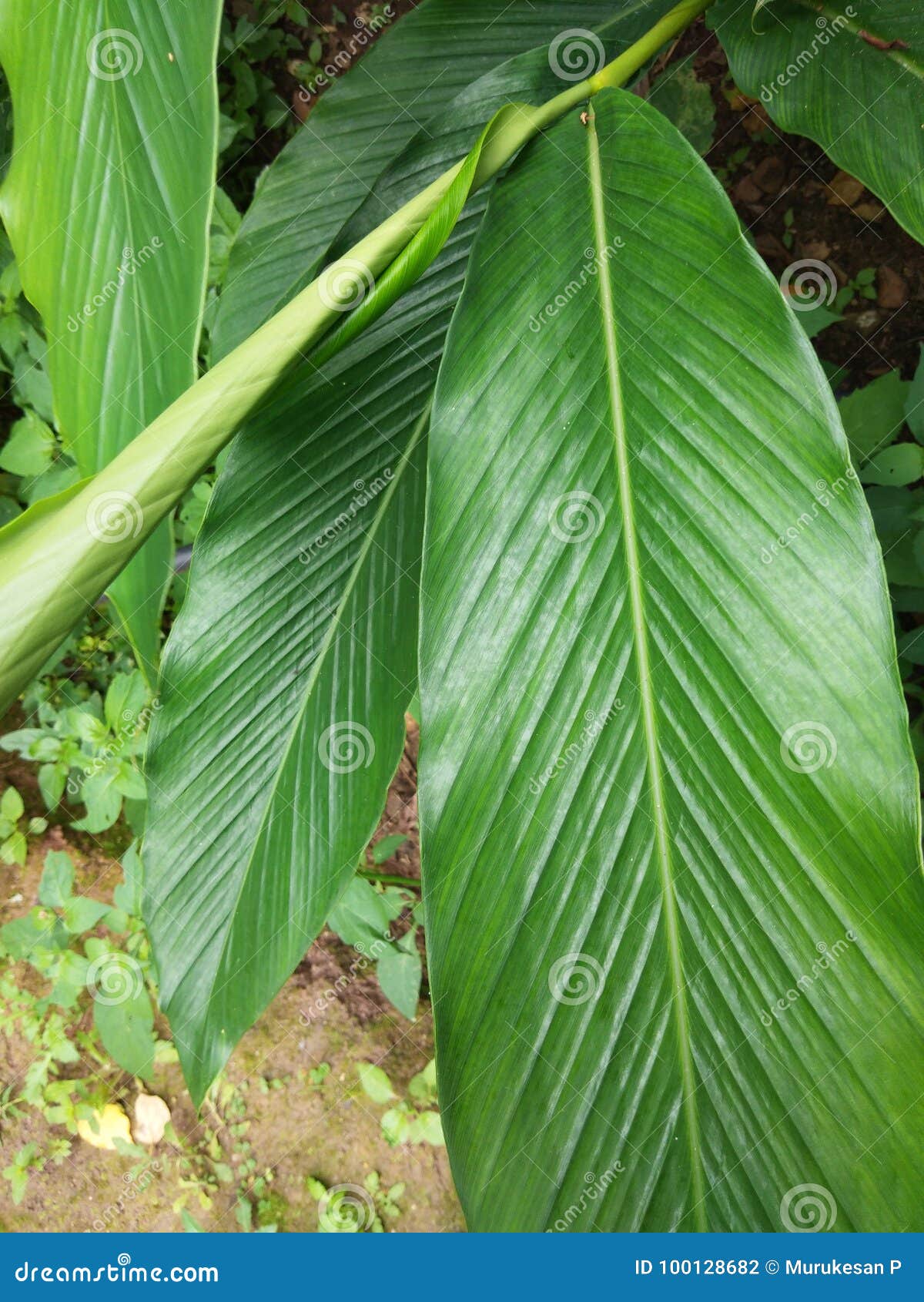 Cardamom Leaves