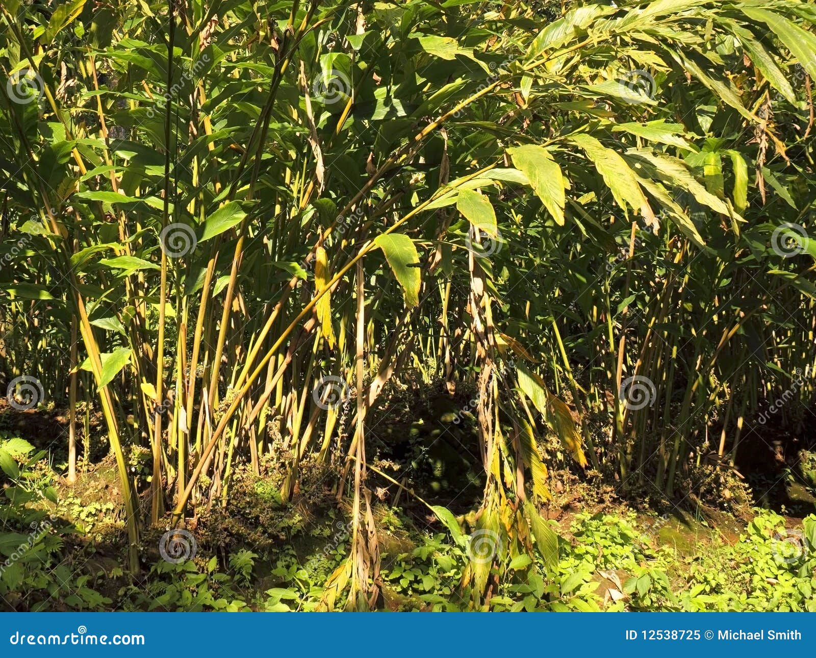 Cardamom plantation stock image. Image of asia, tropical - 12538725