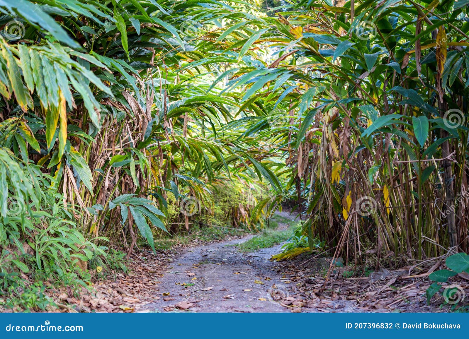 Cardamom Plantation - Kumily, Kerala, India Stock Photo - Image of ...